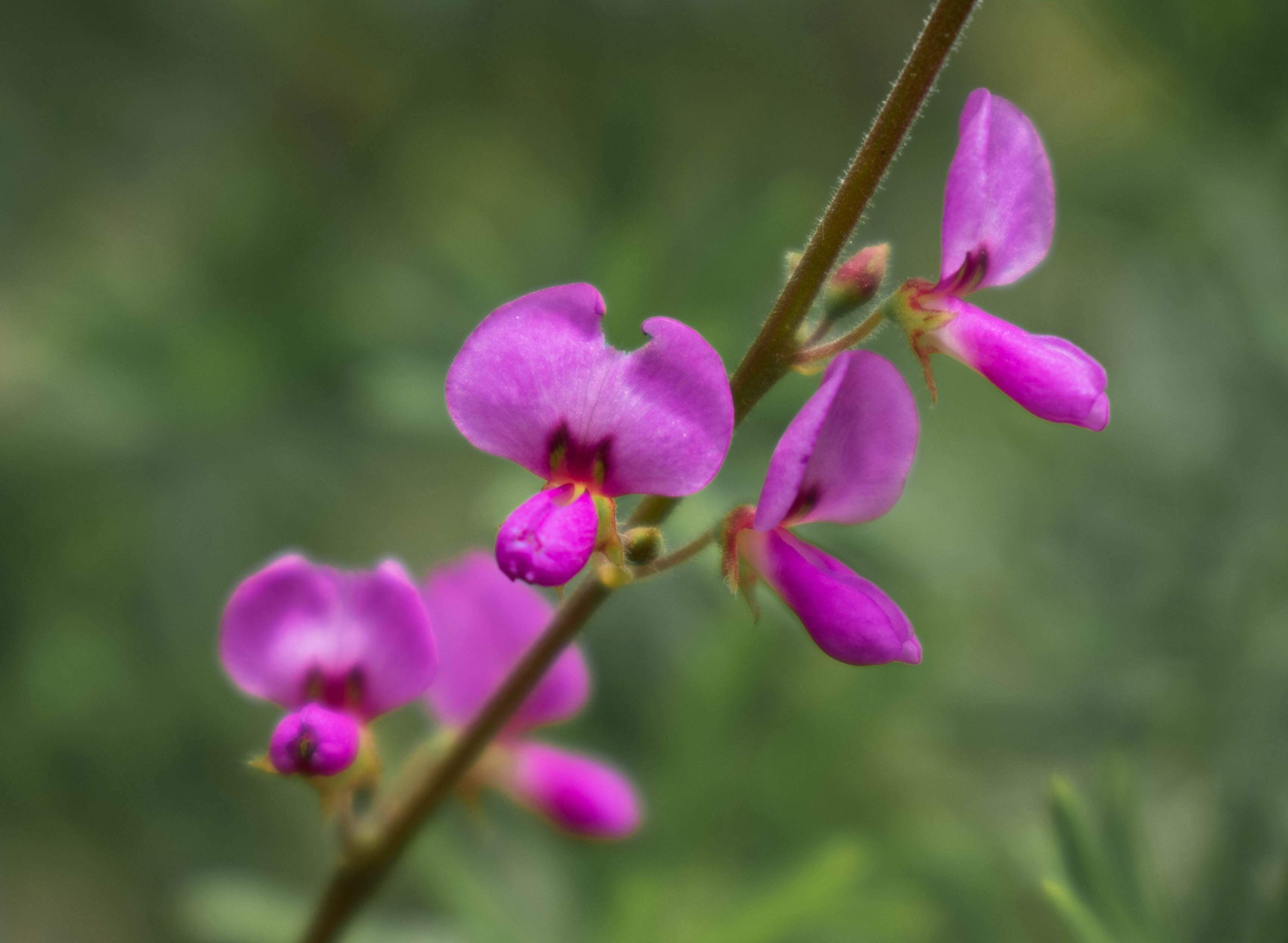 200 SHOWY PINK TREFOIL Stick Tights Desmodium Canadense Flower Seeds ...