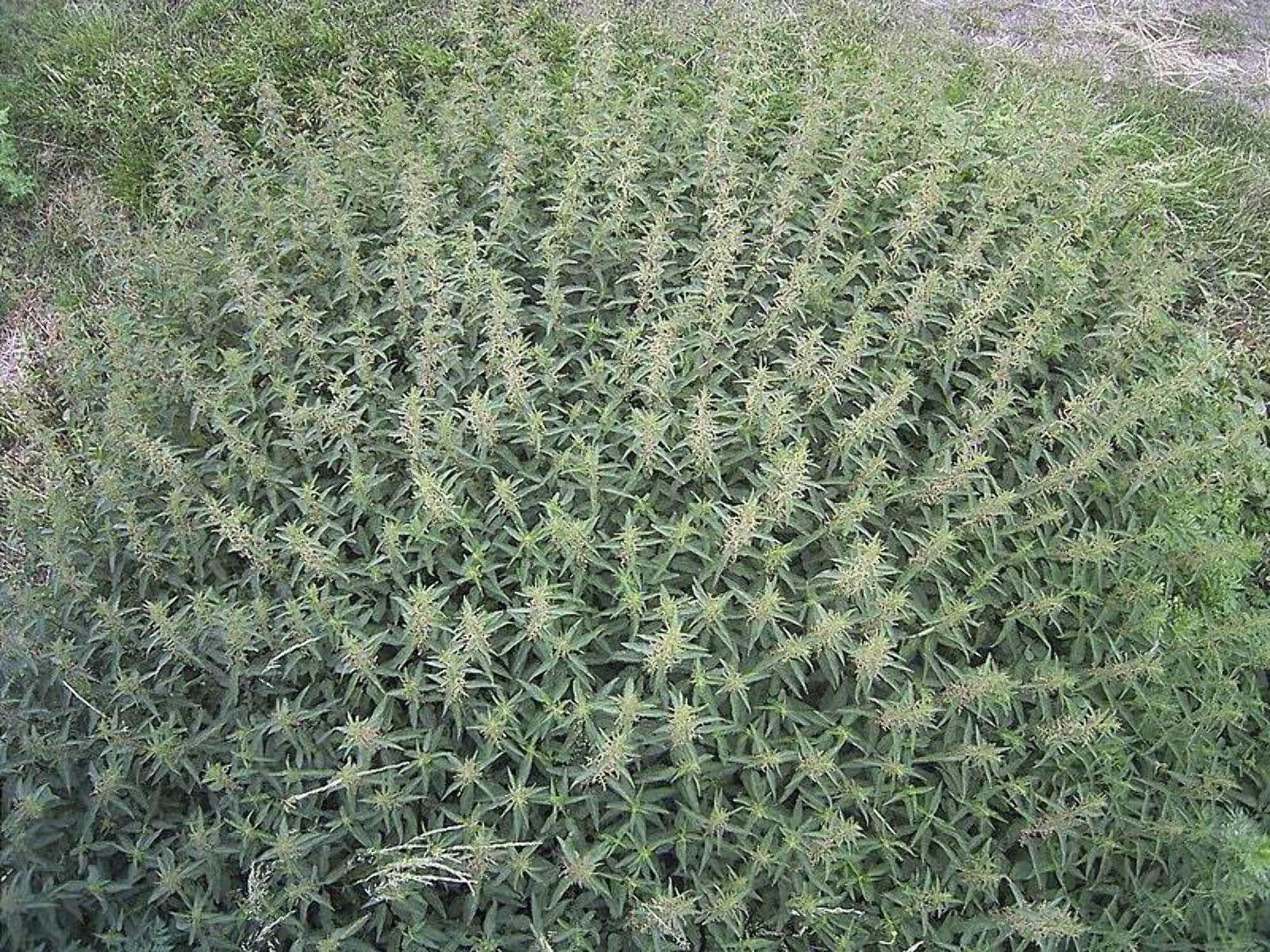 200 STINGING NETTLE Urtica Dioica (aka Common, California, or Bull ...