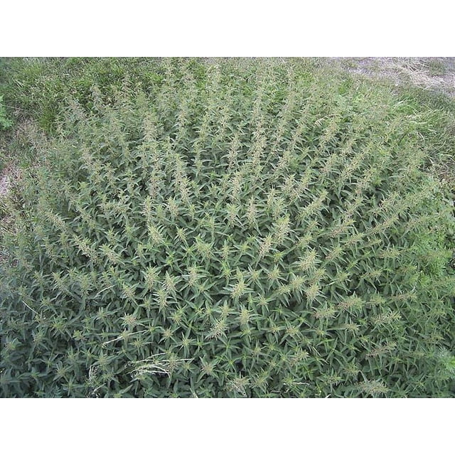 200 STINGING NETTLE Urtica Dioica (aka Common, California, or Bull ...