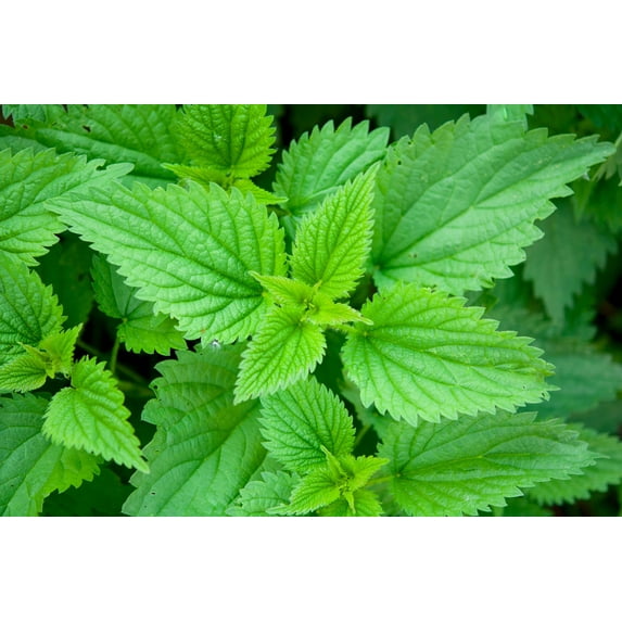 200 Stinging Nettle Urtica Dioica Flower Seeds - Common, California ...