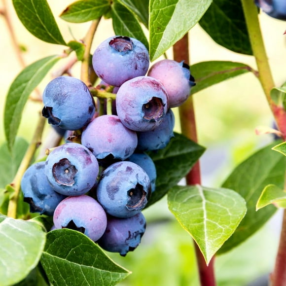 Blueberry Seeds in Seed Gardening - Walmart.com