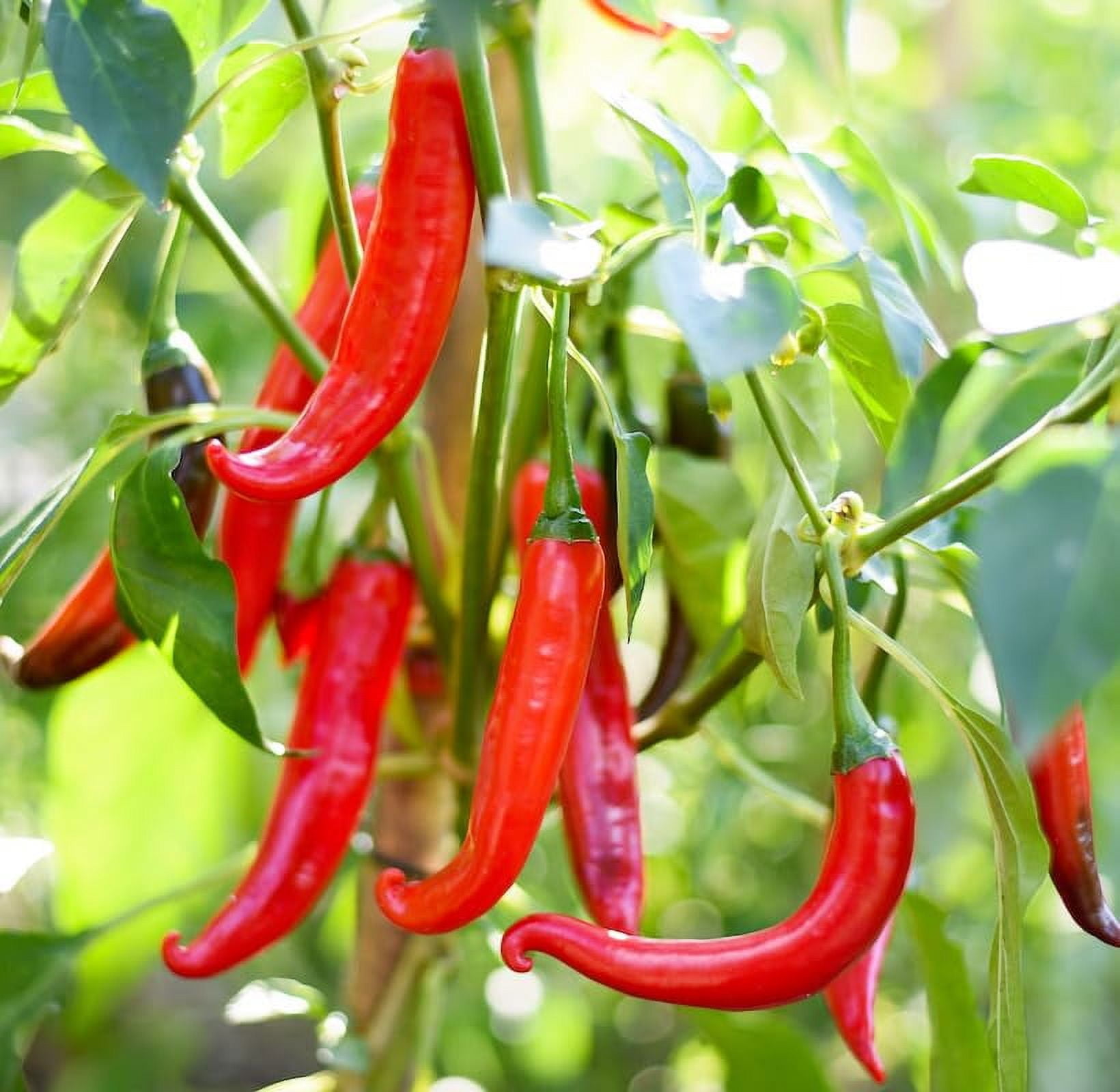 200+ Seed Cayenne Pepper Organic Seeds MVR1 for Planting Outdoor-Non ...