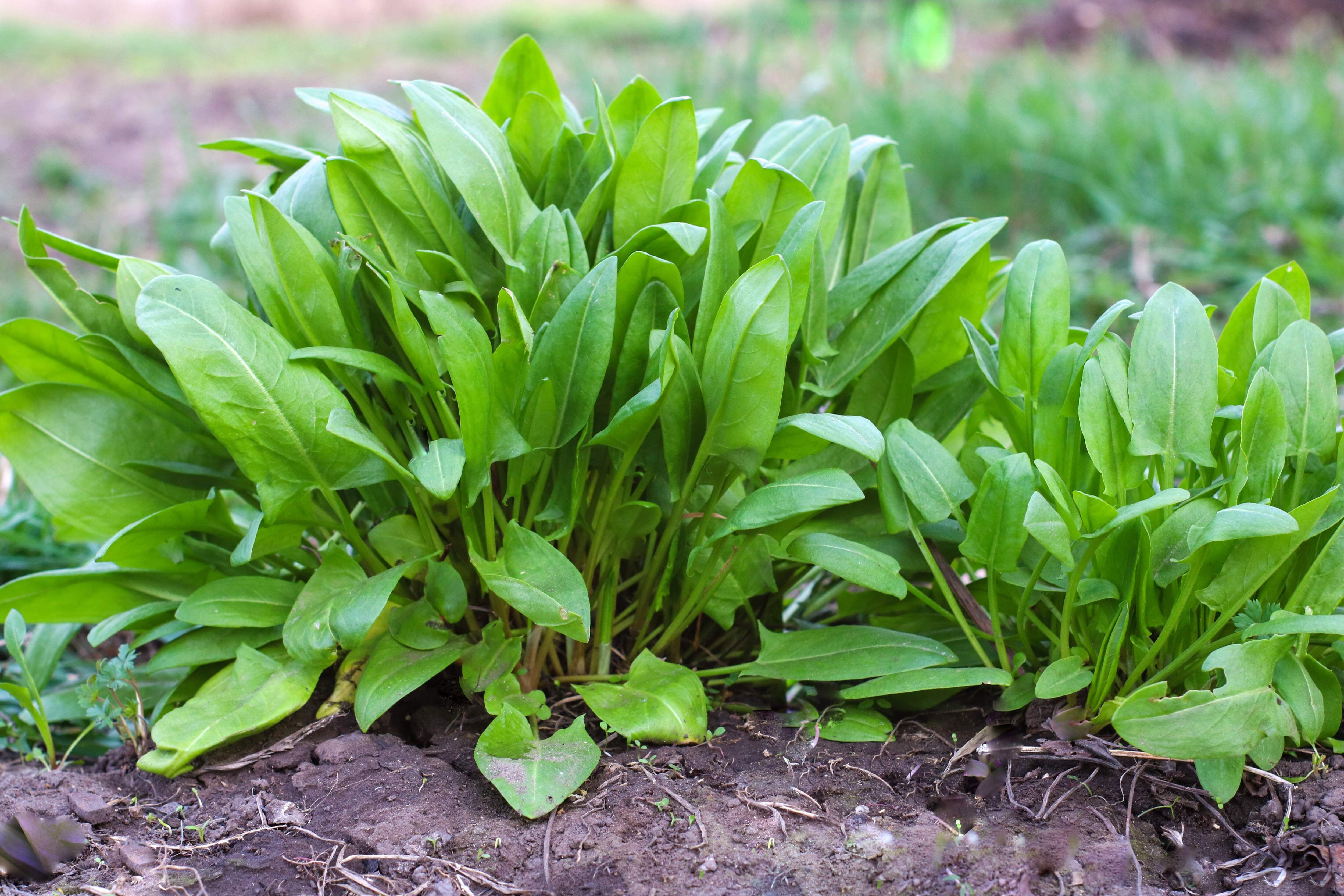 200 Seeds LARGE LEAF SORREL (Garden Sorrel / Spinach Dock / Redshank ...
