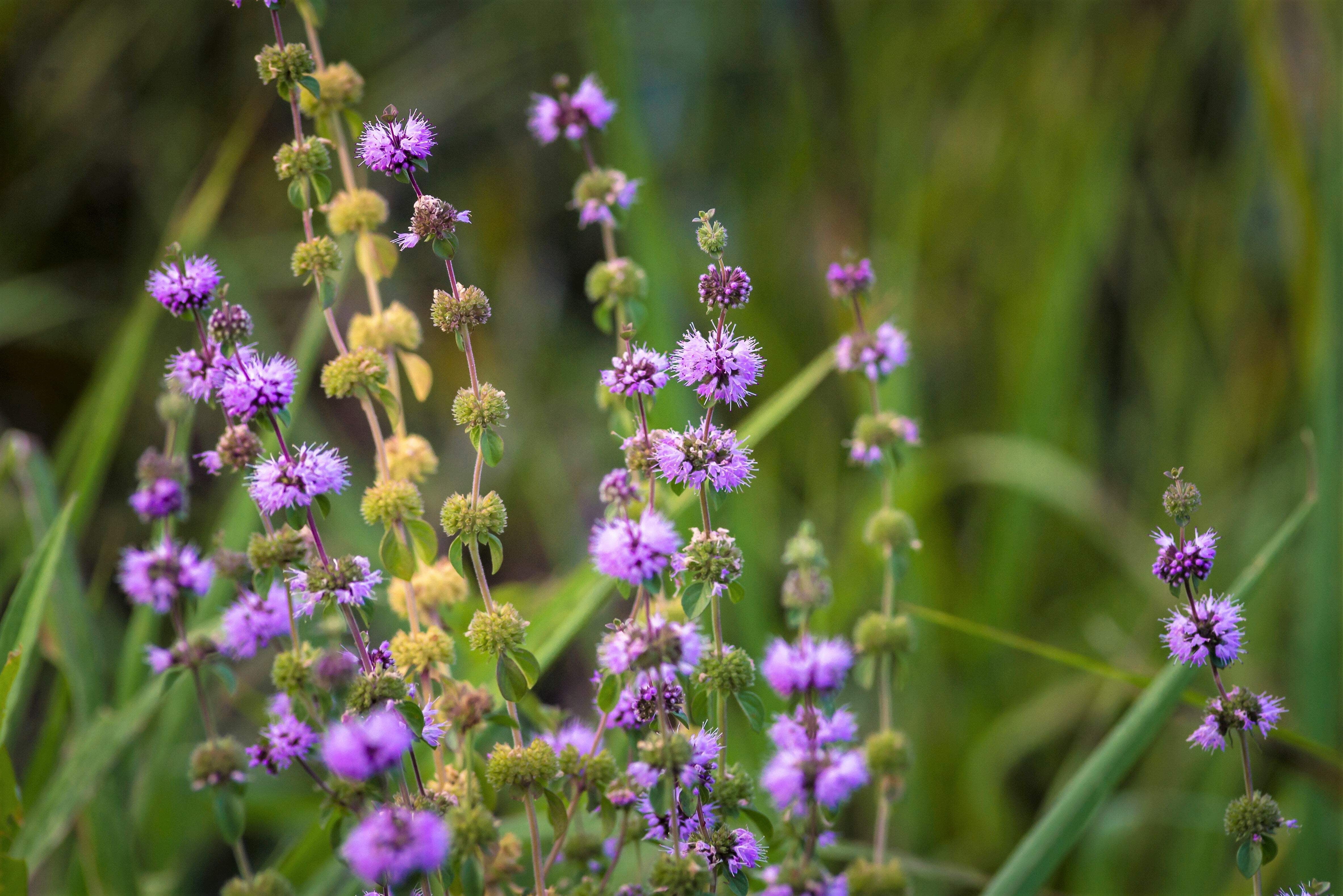 200 Seeds - PENNYROYAL Mint Mentha Pulegium Herb Purple Flower Seeds ...