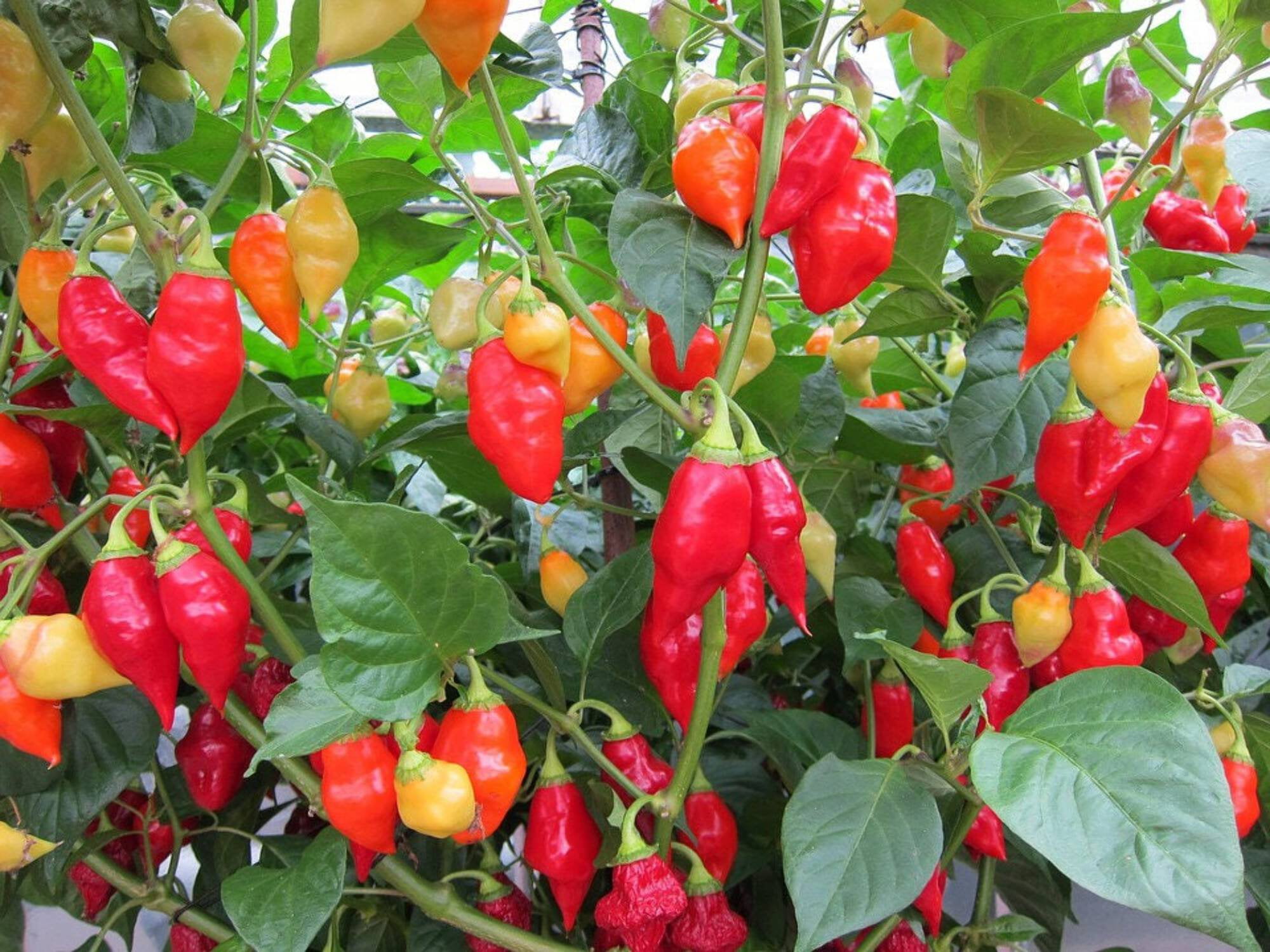 200 Seeds SANTA Fe GRANDE PEPPER (Guero Chili Pepper / Yellow Hot Chili ...
