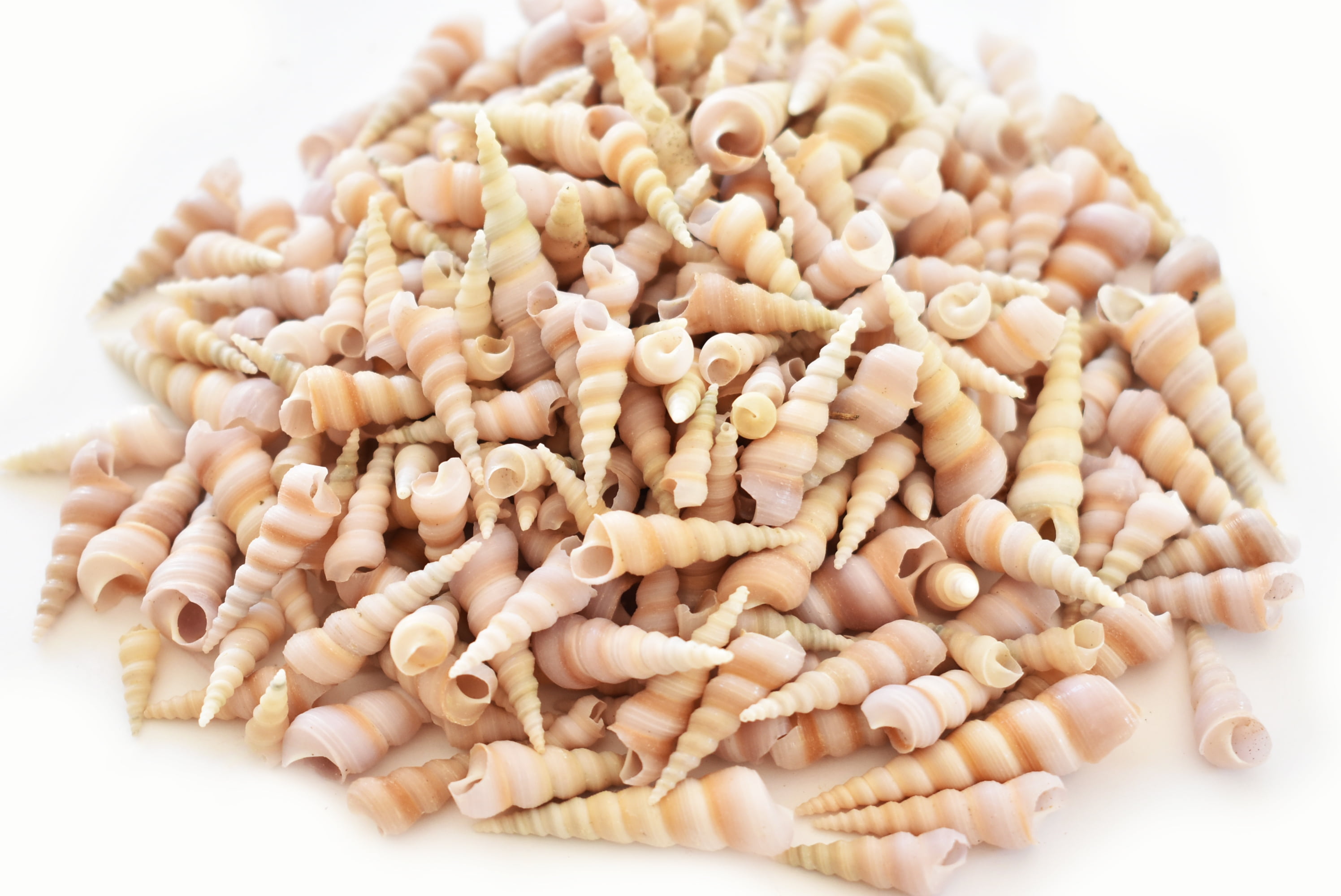 200 Small Purple Turretella Shells Seashells 1/2"-1" Craft Beach ...