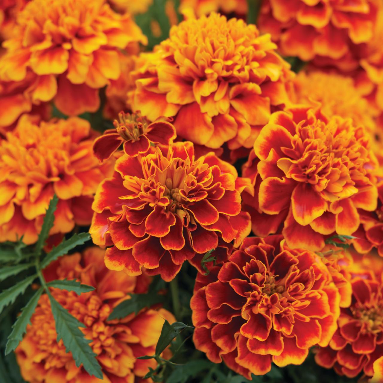 African Marigold Flower Garden Seeds -Inca II Series F1 - Yellow - 100 ...