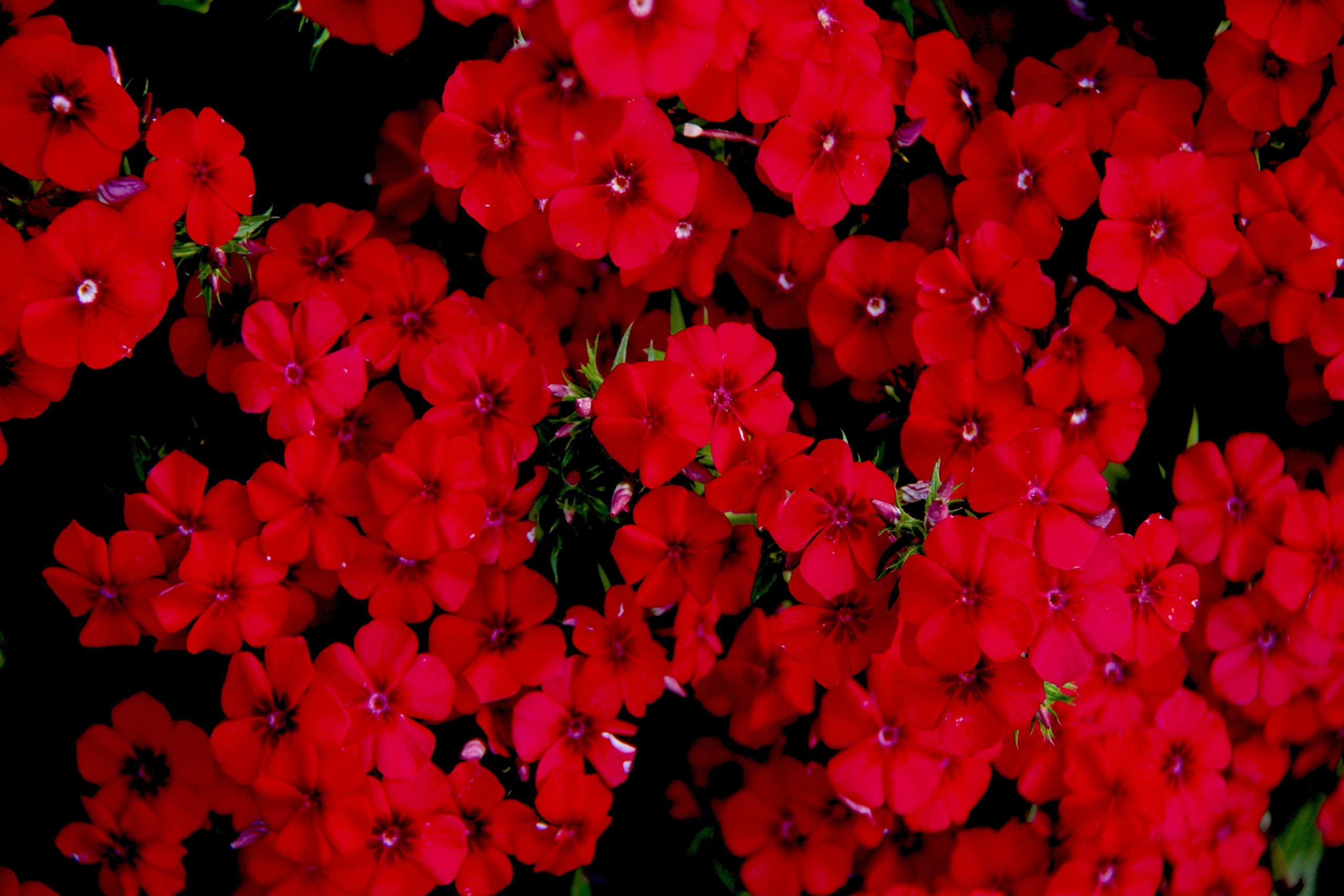 Texas Red Phlox Flower Seeds - 200+ Planting Packets - Stunning ...
