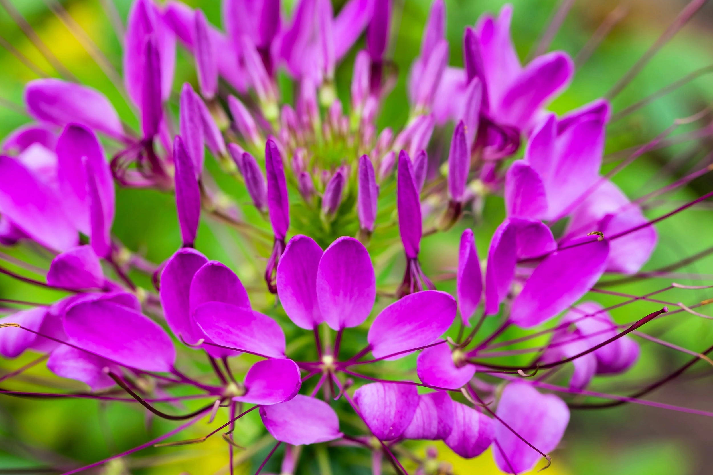 Seedville 200 Violet Queen Cleome Plant Seeds, Purple - Walmart.com