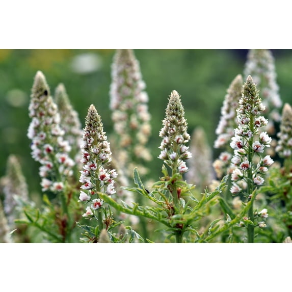 200 WHITE MIGNONETTE Reseda Alba Very FRAGRANT Flower Seeds - Walmart.com
