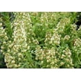 200 WHITE MIGNONETTE Reseda Alba Very FRAGRANT Flower Seeds - Walmart.com