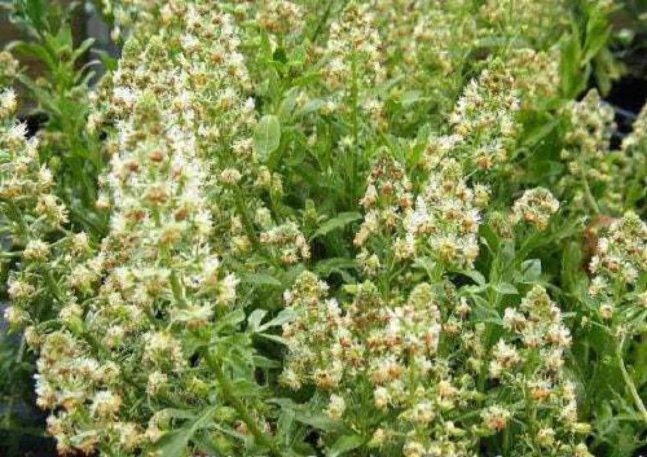 200 WHITE MIGNONETTE Reseda Alba Very FRAGRANT Flower Seeds - Walmart.com