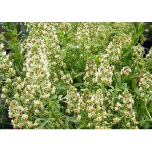 200 WHITE MIGNONETTE Reseda Alba Very FRAGRANT Flower Seeds - Walmart.com
