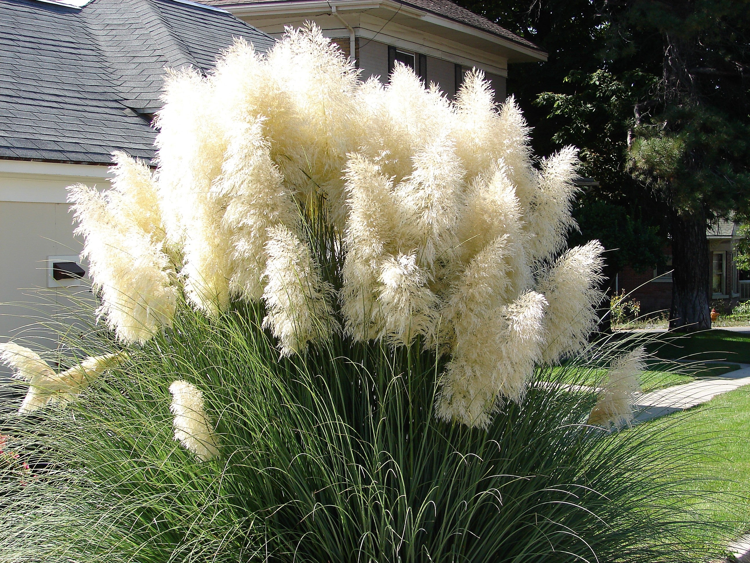 200 WHITE PAMPAS GRASS Cortaderia Selloana Ornamental Flower Seeds in ...