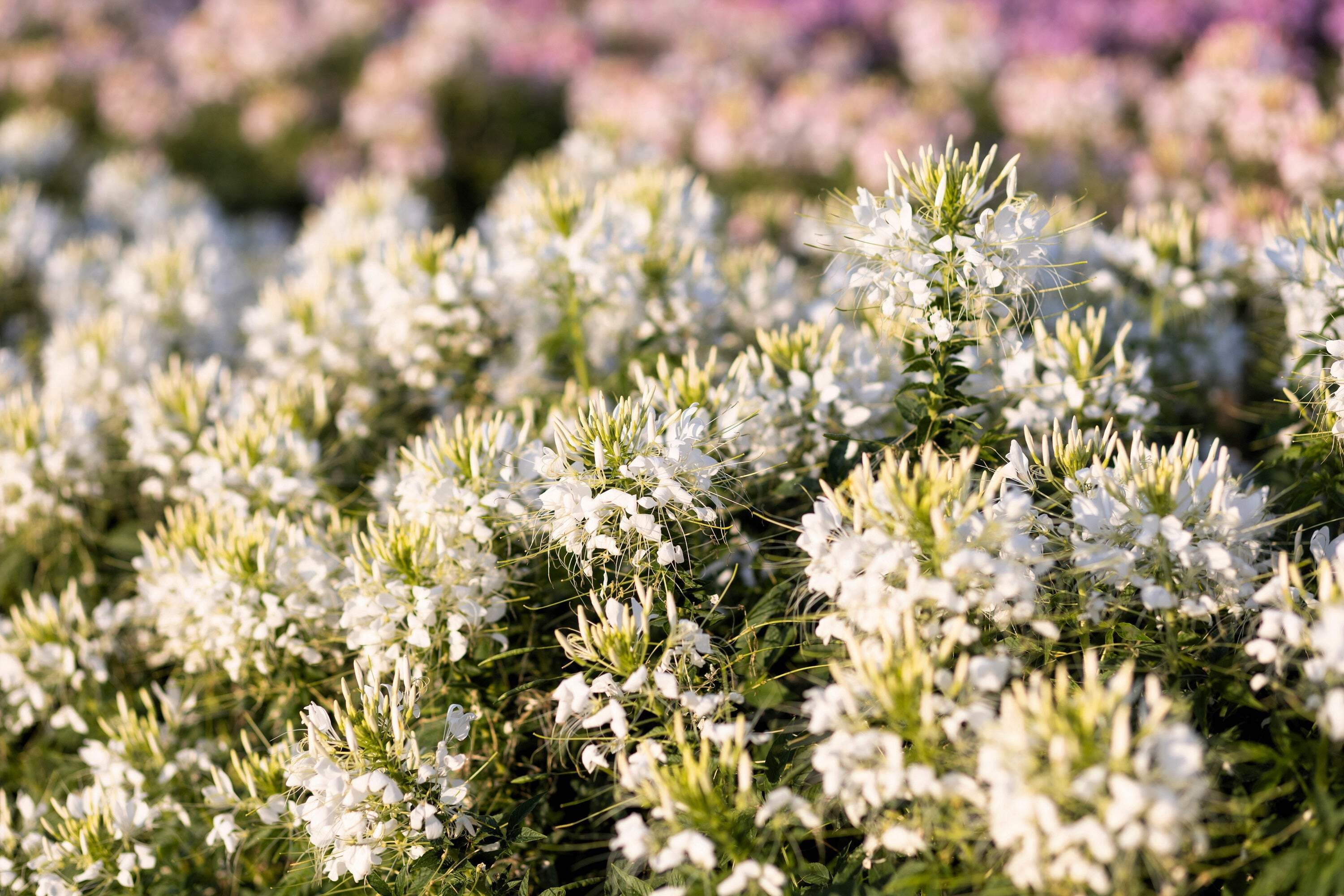 200 WHITE QUEEN CLEOME (Spider Flower) Cleome Hassleriana Cleome ...