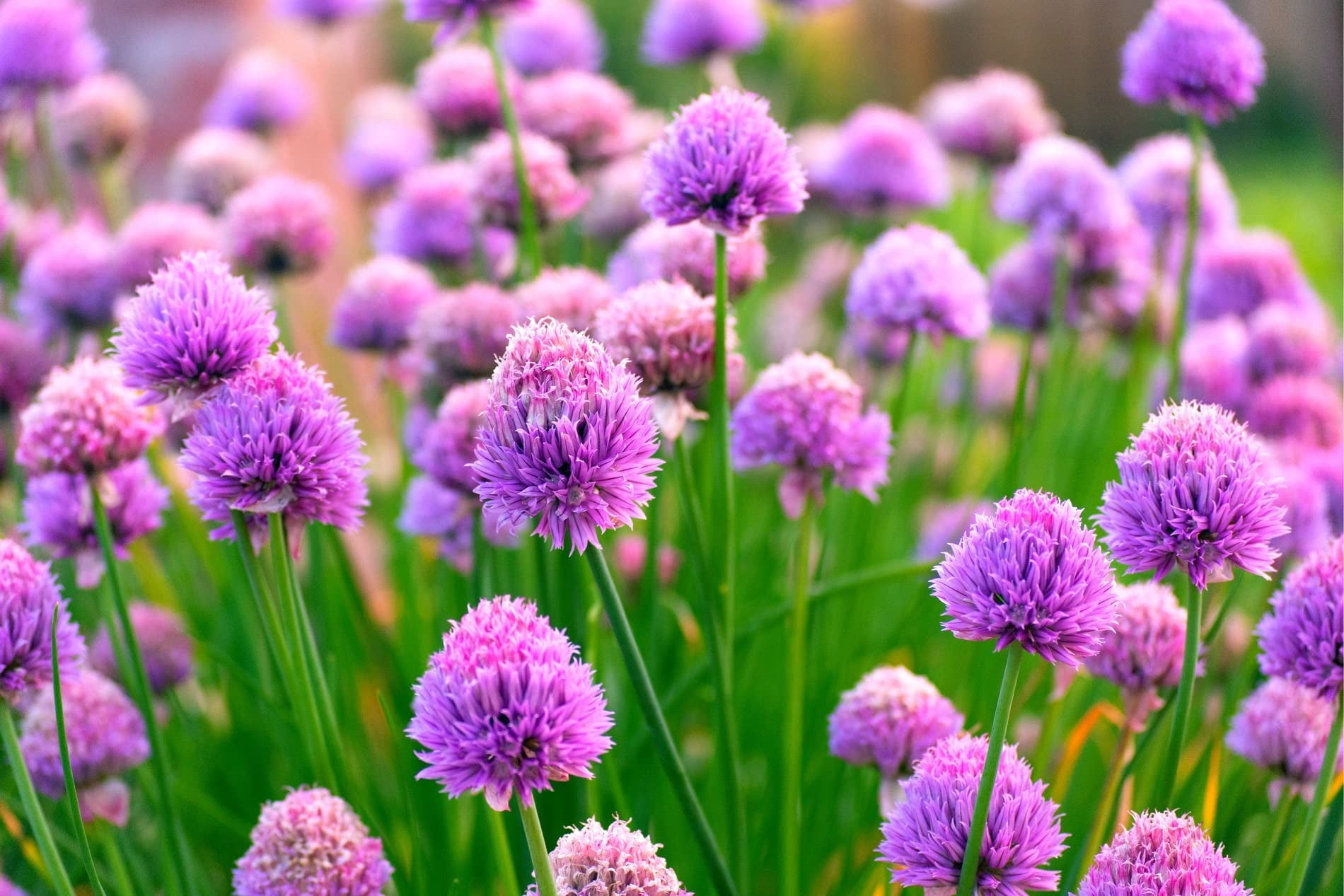 200 Wild Chives Seeds for Planting - Non-GMO Heirloom - Grow Indoors or ...