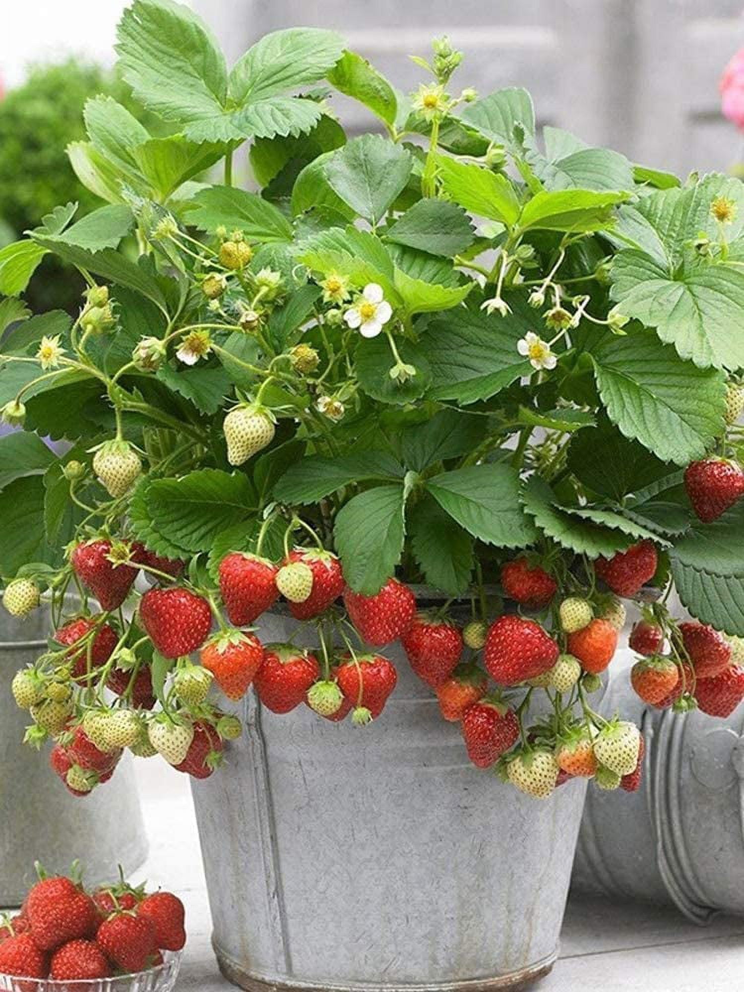 200+ Wild Strawberry Strawberries Seeds - Fragaria Vesca - Edible ...