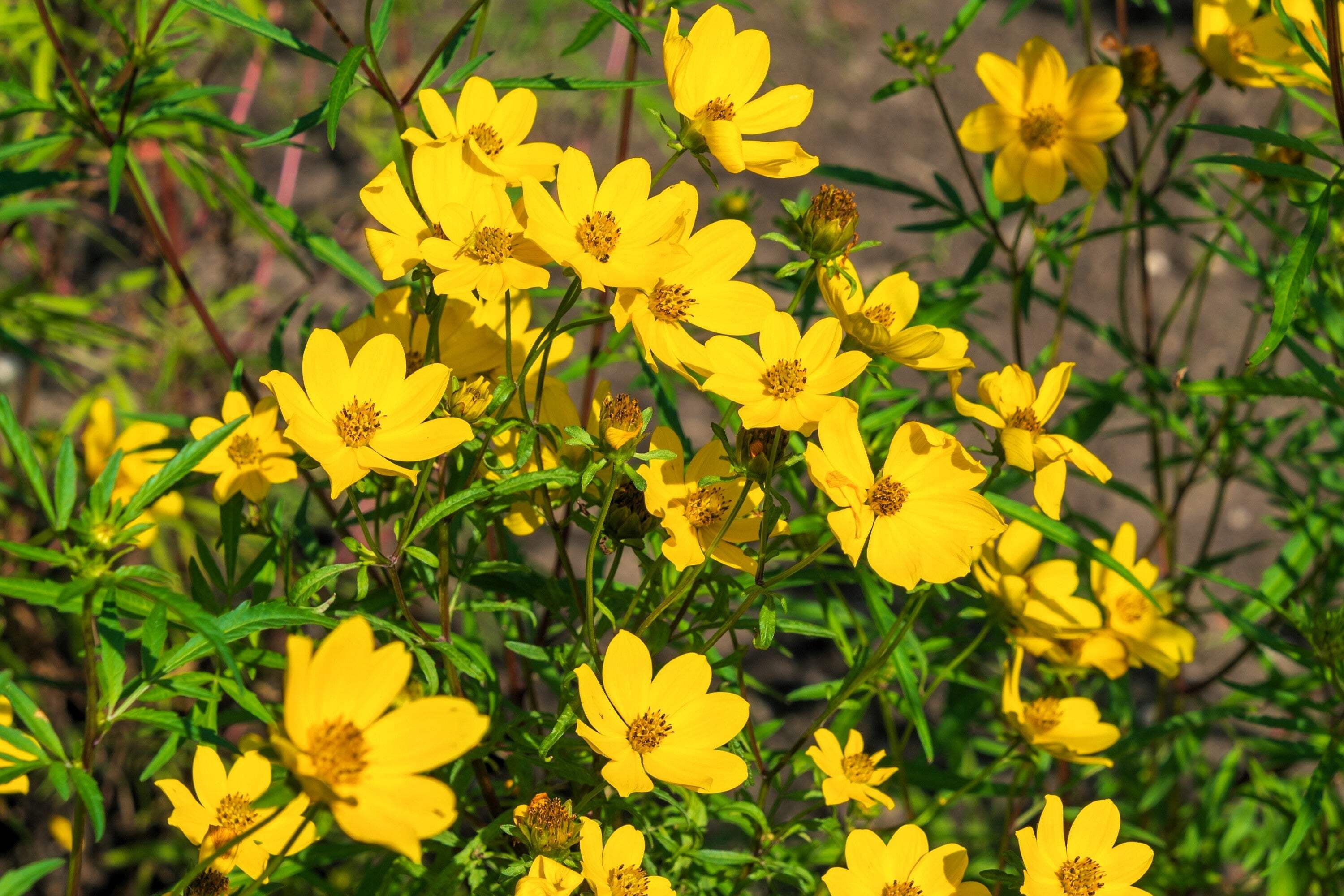 200 Yellow SWAMP MARIGOLD Bidens Aristosa Mutica Flower Seeds - Walmart.com
