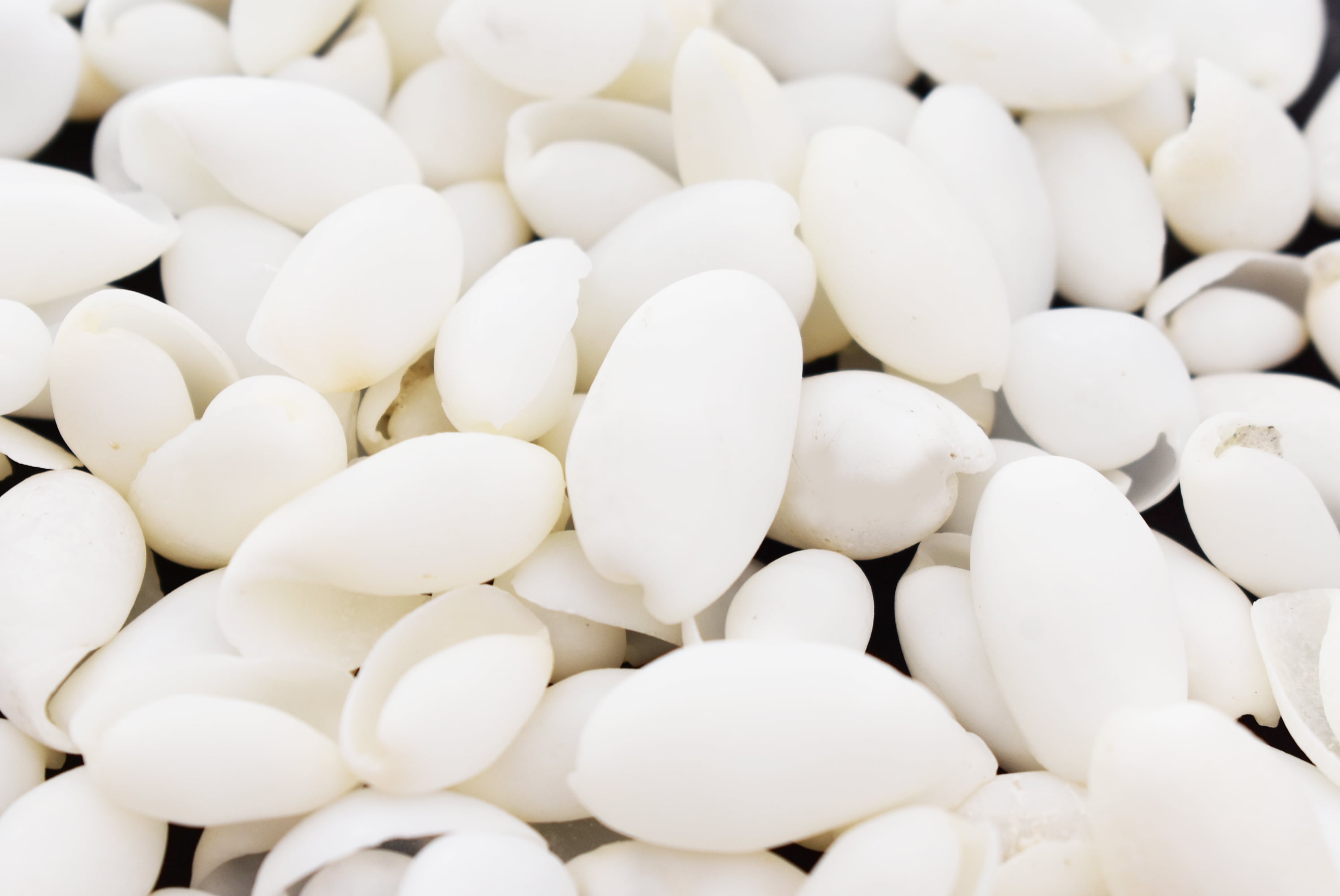 200 small White Bubble Shells (3/4" - 1 1/4") Beach Wedding Crafts ...