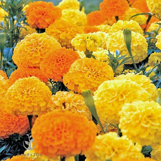 2000 African Marigold 'Crackerjack Mix' Seeds, SMRby Seeds2Go - Walmart.com