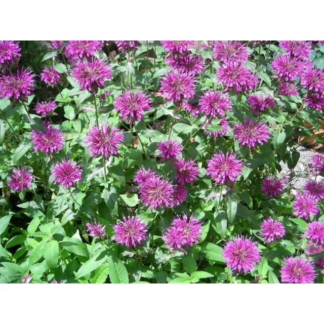 2000 BEE BALM Lemon MINT Monarda Citriodora Herb Purple Flower Seeds ...