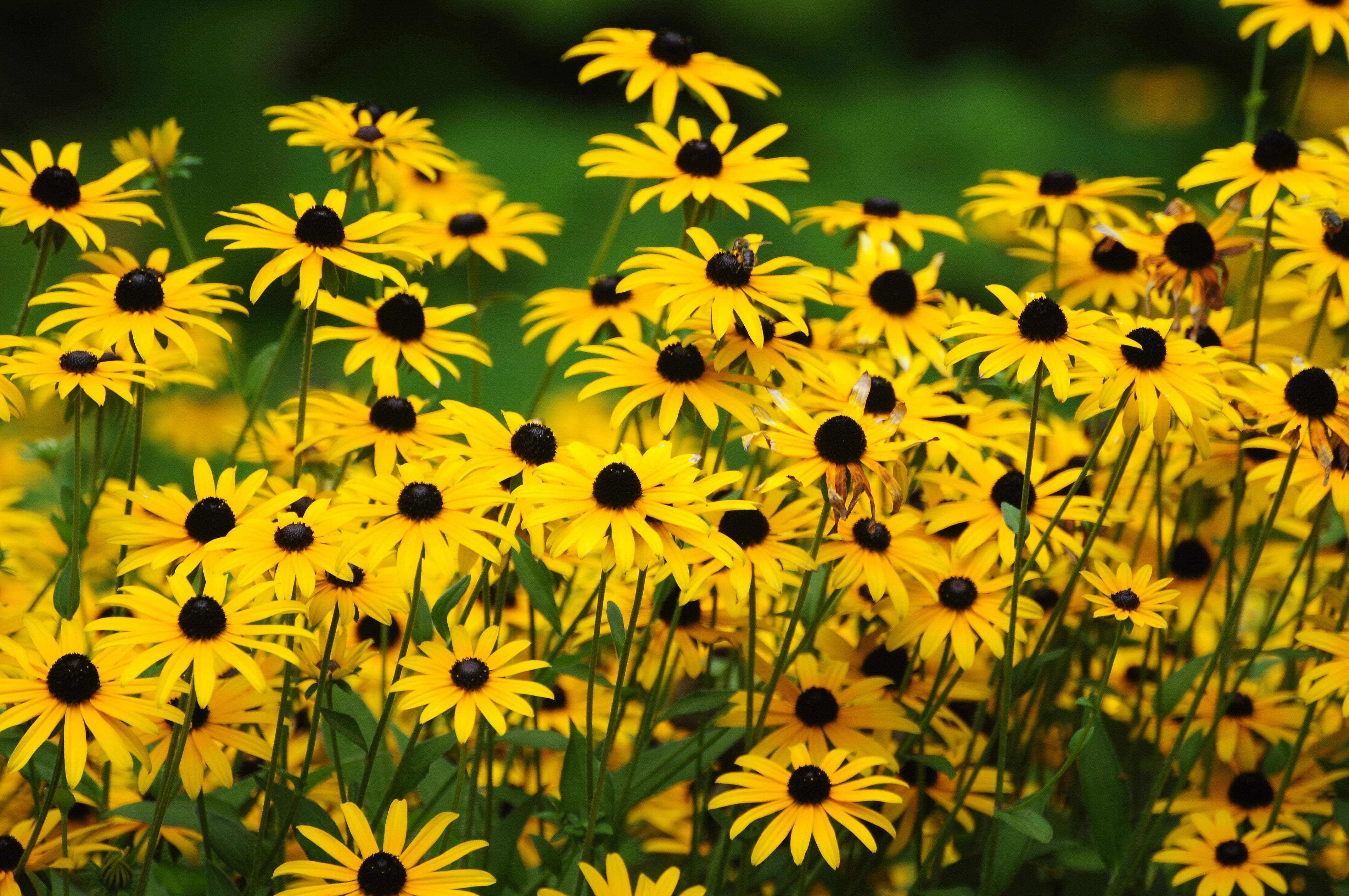 Seedville USA Black Eyed Susan Seeds, Rudbeckia Hirta, Yellow Flowers ...