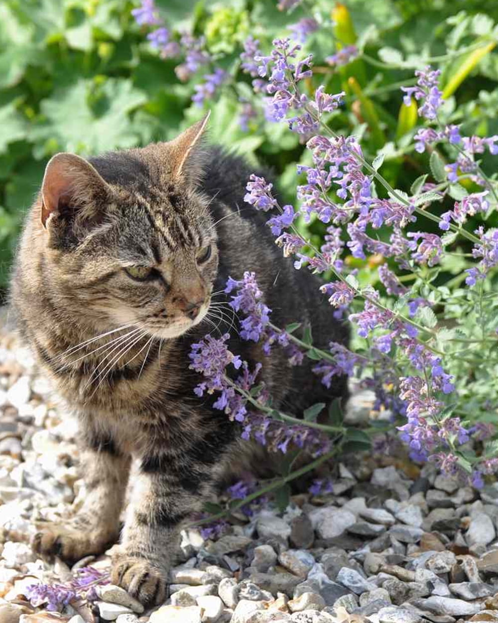 2000 Catnip Plant Seeds, Non-GMO, Heirloom, Purple Flowering, High ...