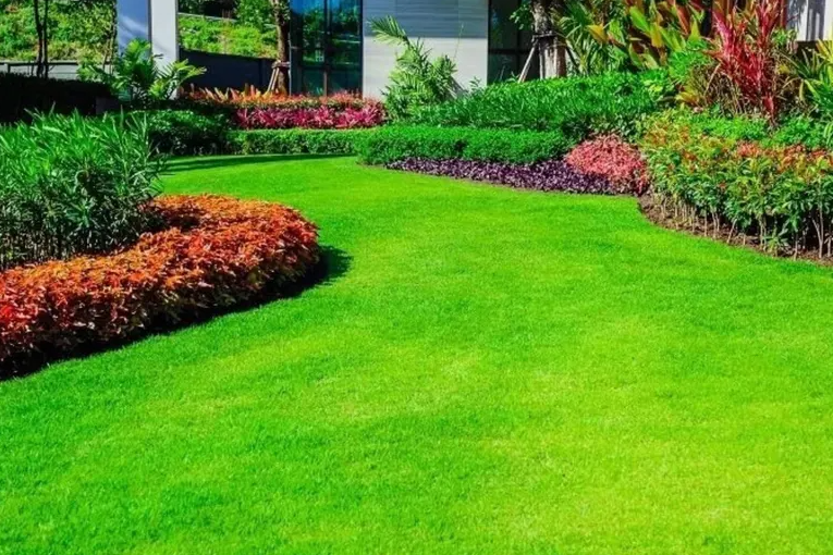 2000 Emerald Zoysia Grass Seeds for Planting, Zenith Zoysia Seeds for ...