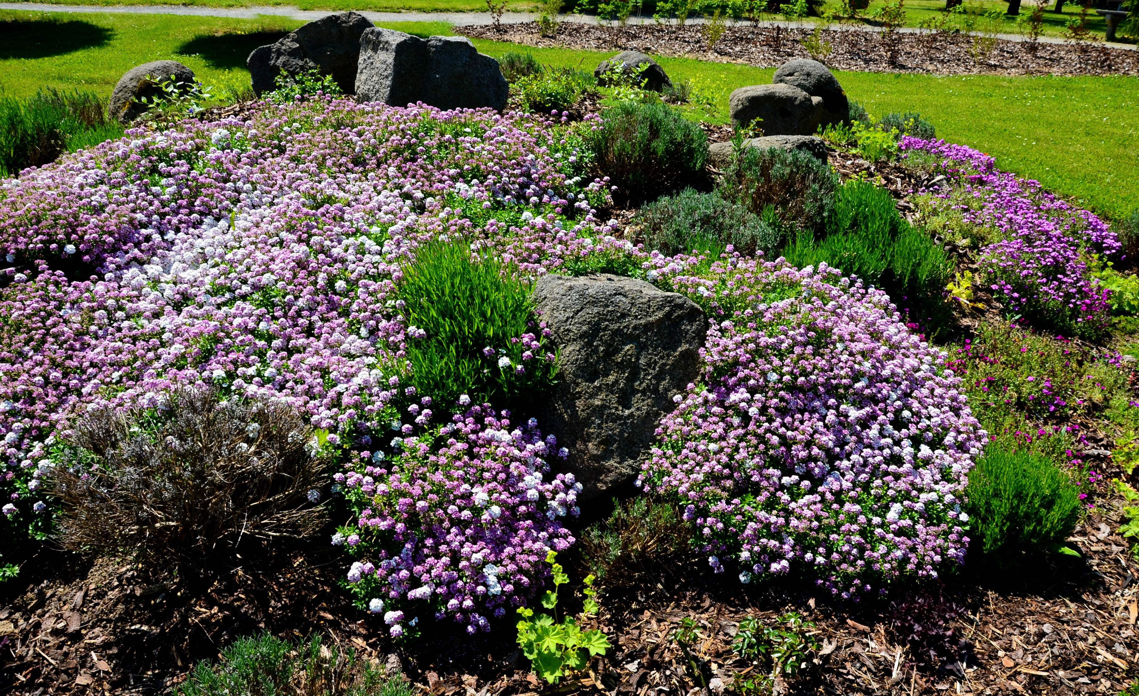 2000 Fairy DWARF MIX CANDYTUFT Iberis Umbellata Flower Seeds - Walmart.com
