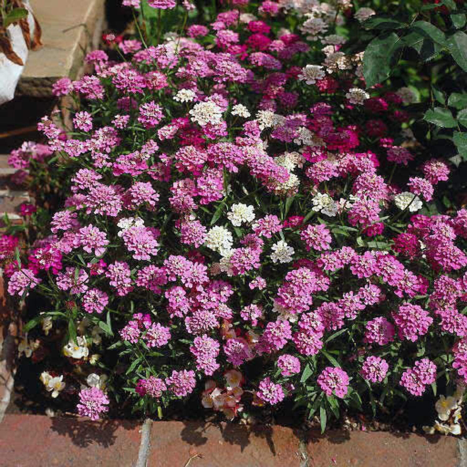 2000 Fairy DWARF MIX CANDYTUFT Iberis Umbellata Flower Seeds - Walmart.com