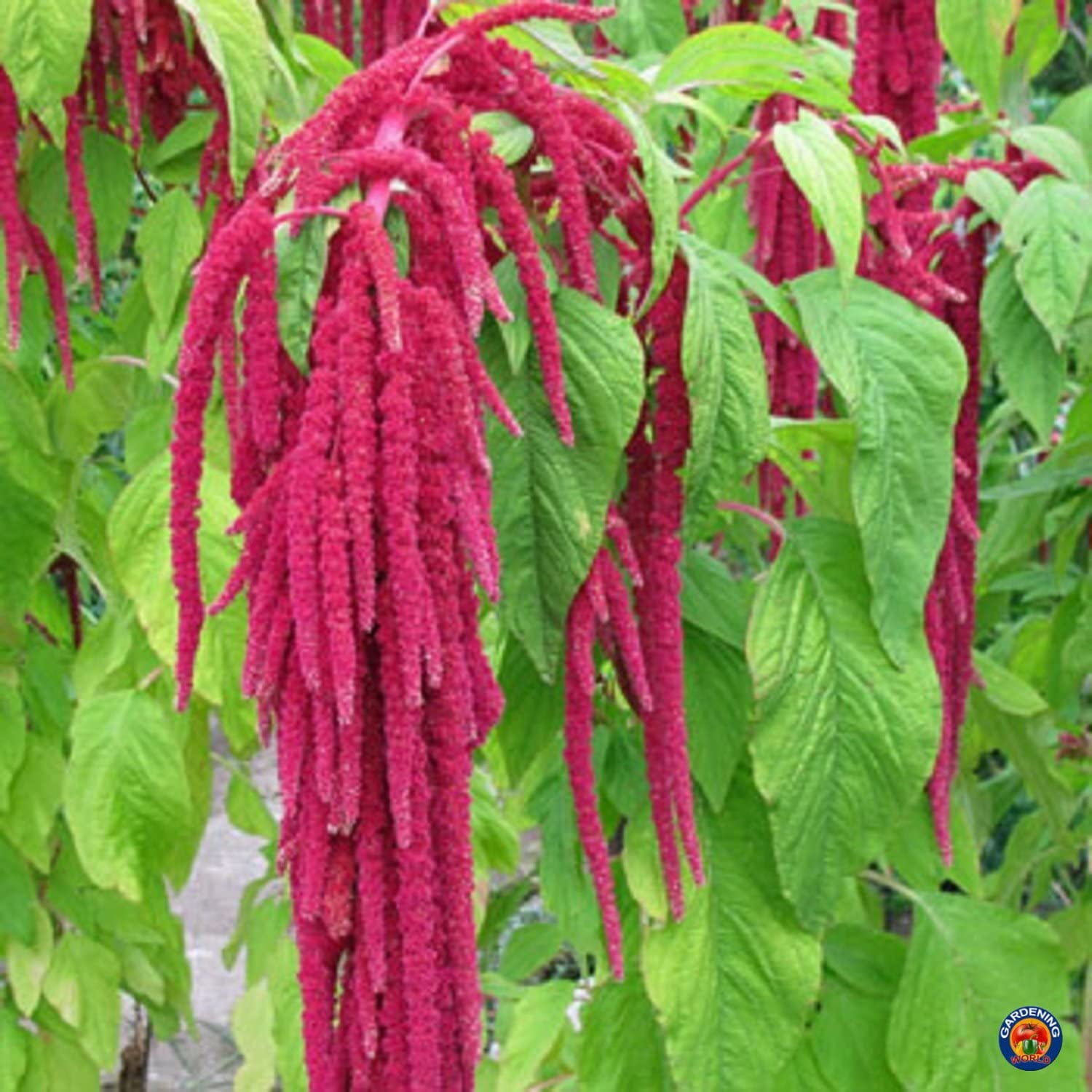 2000 Love Lies AJH3 Bleedin Amaranth Seeds for Planting Heirloom Non GMO 2 Grams of Seeds Garden ...