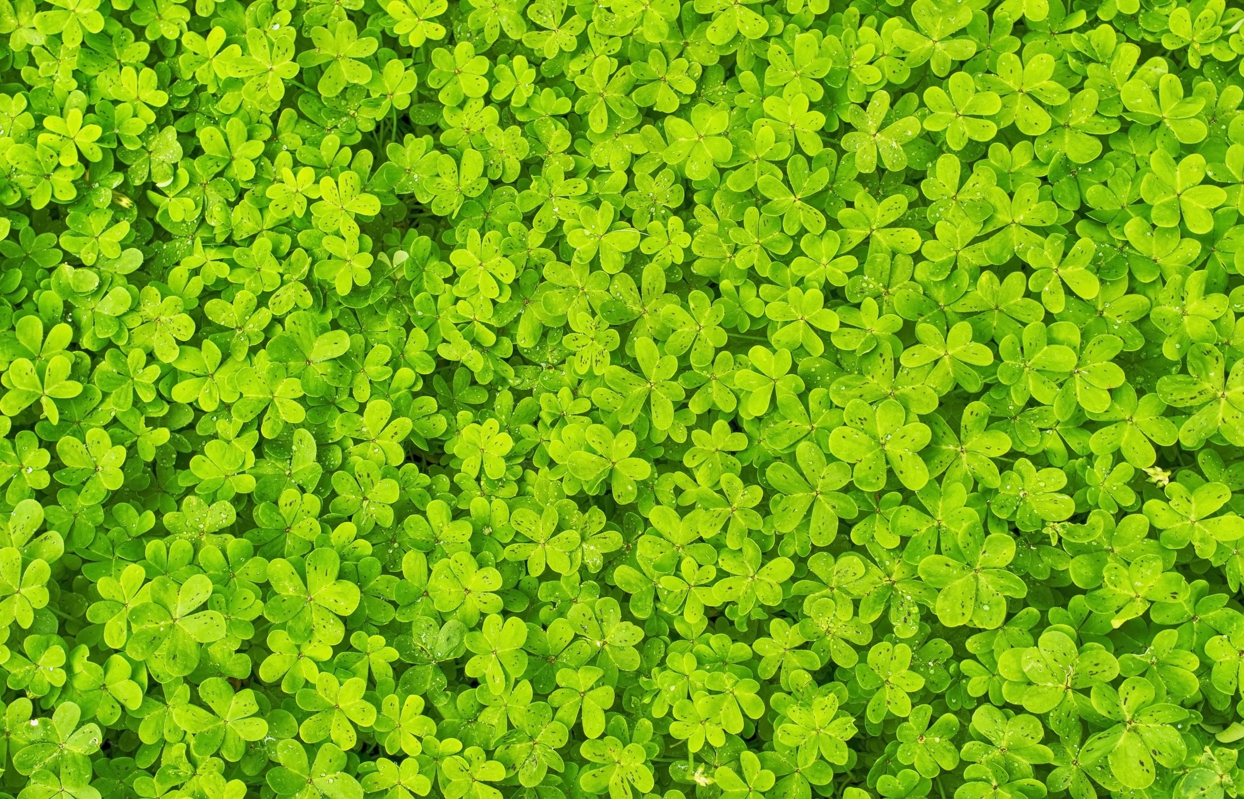 2000 MICROCLOVER Dwarf Miniature Trifolium Repens White Flower Clover ...