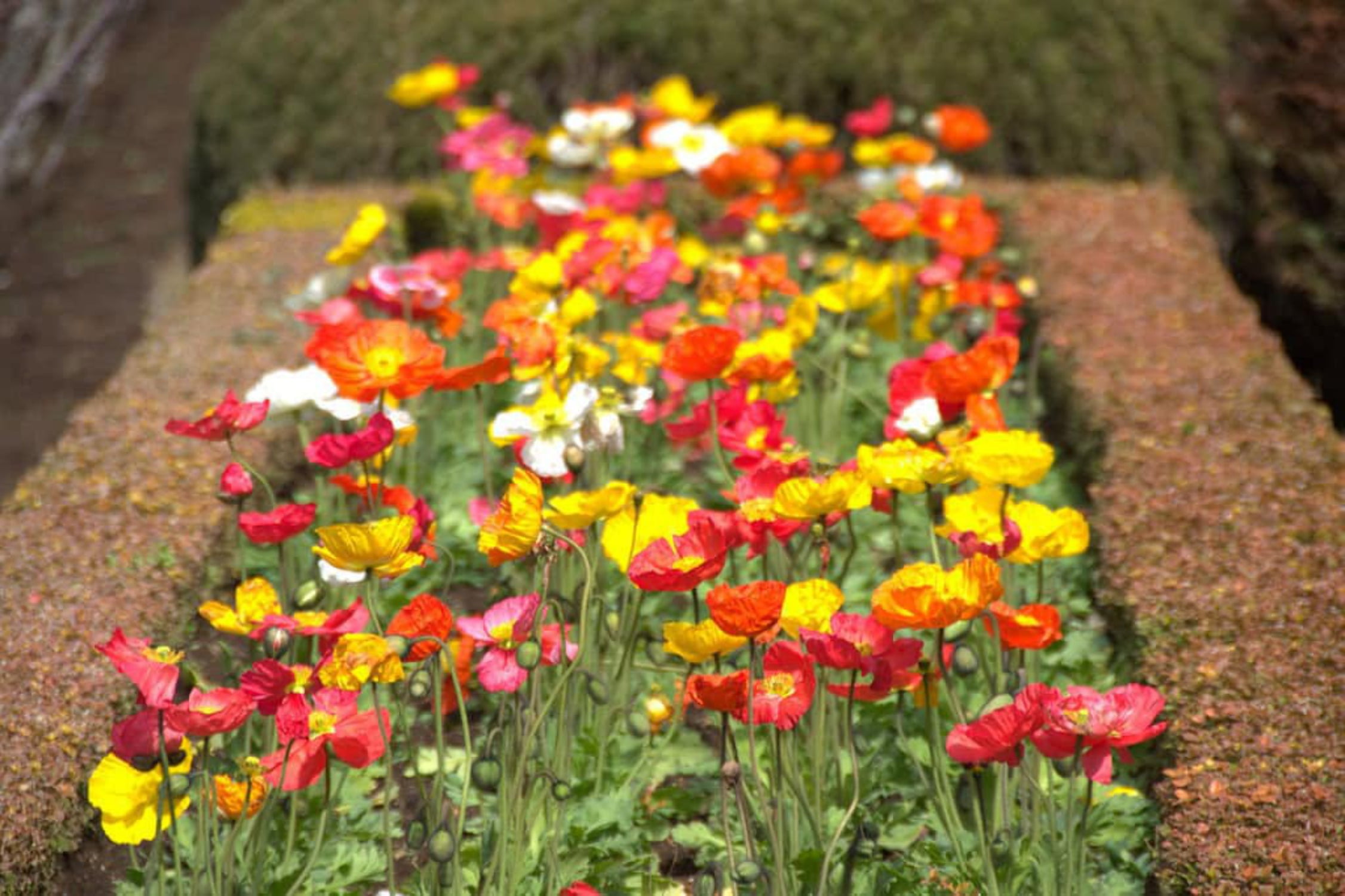 2000 Seeds MIXED Colors SHIRLEY POPPY ( aka Corn / Field / Flanders ...
