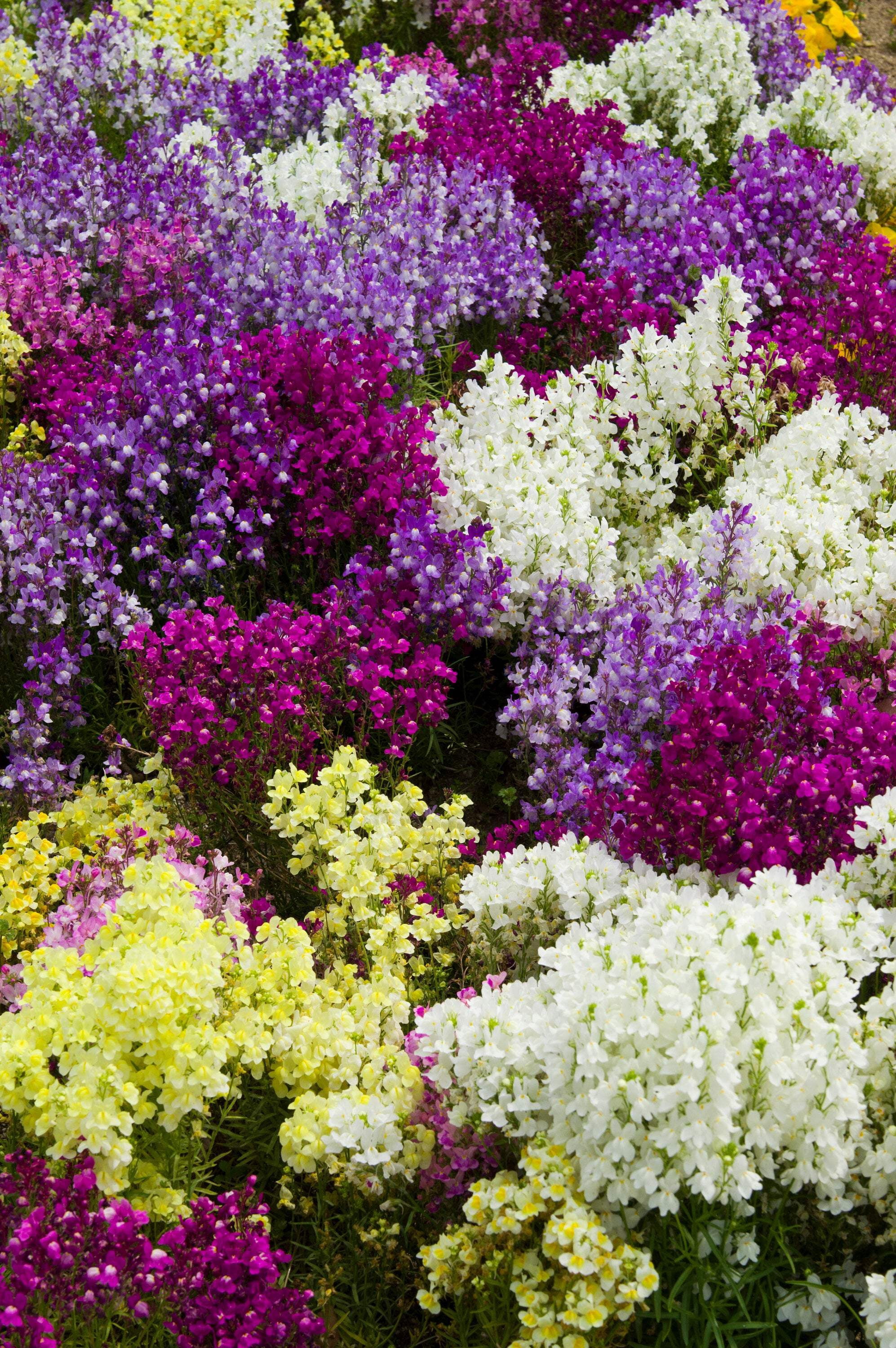 2000 NORTHERN LIGHTS Mix SNAPDRAGON Linaria Maroccana Flower Seeds ...