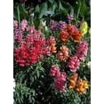 2000 NORTHERN LIGHTS Mix SNAPDRAGON Linaria Maroccana Flower Seeds ...