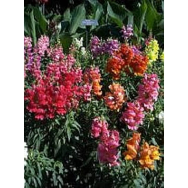 2000 NORTHERN LIGHTS Mix SNAPDRAGON Linaria Maroccana Flower Seeds ...