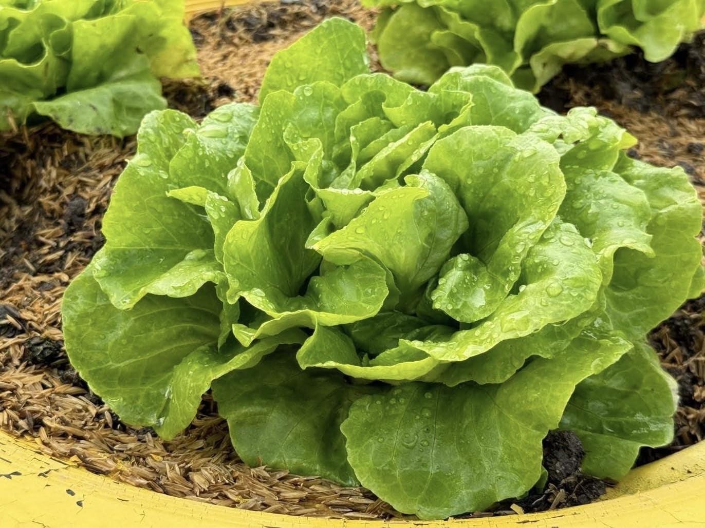 2000 Organic Lettuce TWE5 Seeds - Xà Lách - Buttercrunch, Loose Leaf ...