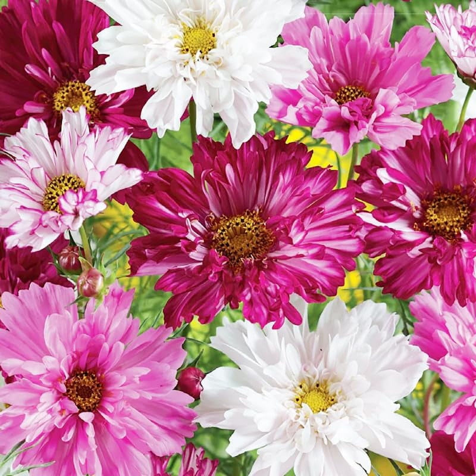 2000+ Perennial Cosmos Double Click Mixed SMRSeeds for Planting Outdoor ...