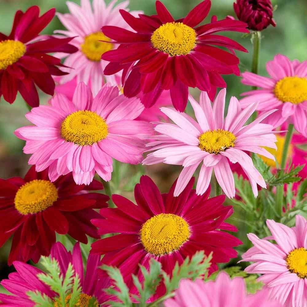 2000+ Pyrethrum Tanacetum coccineum - Flower MVR1 Garden Seeds ...