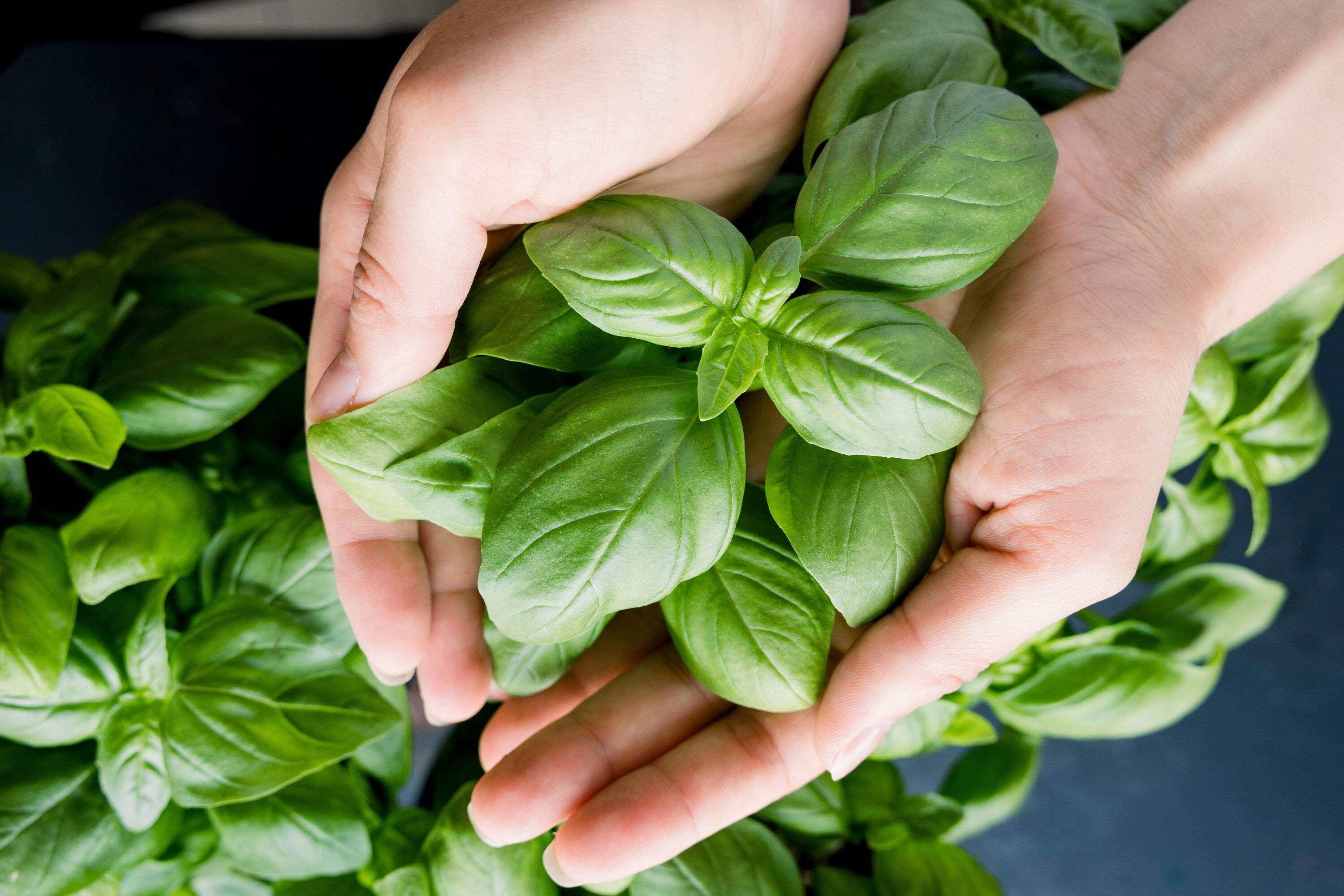 Seedville USA, 2000 Sweet Genovese Basil Seeds, Ocimum Basilicum, Herb ...