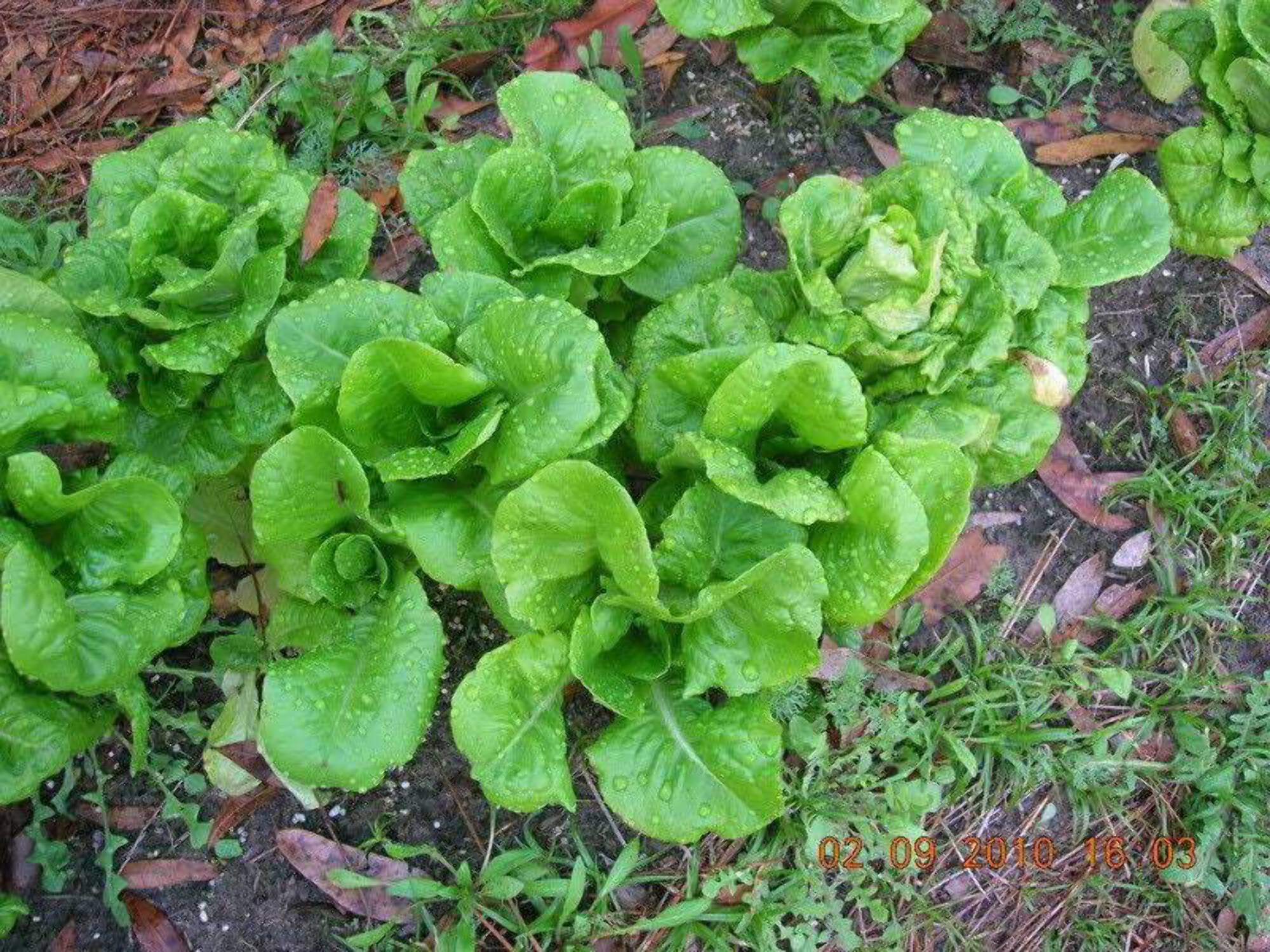 2000 Seeds BIBB LETTUCE (Limestone Lettuce) Lactuca Sativa Vegetable ...