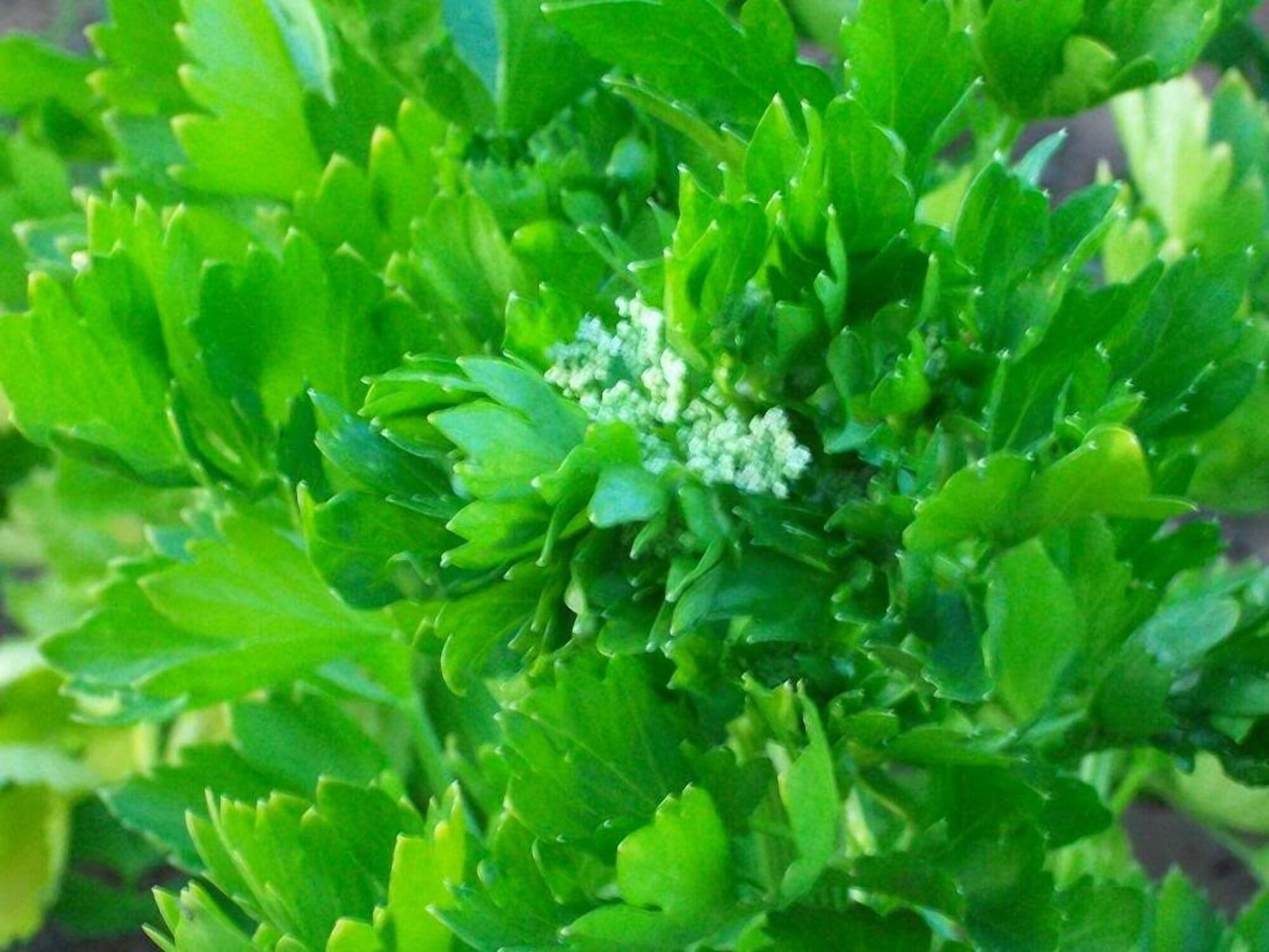 2000 Seeds - Cutting LEAF CELERY Apium Graveolens European Chinese Herb ...