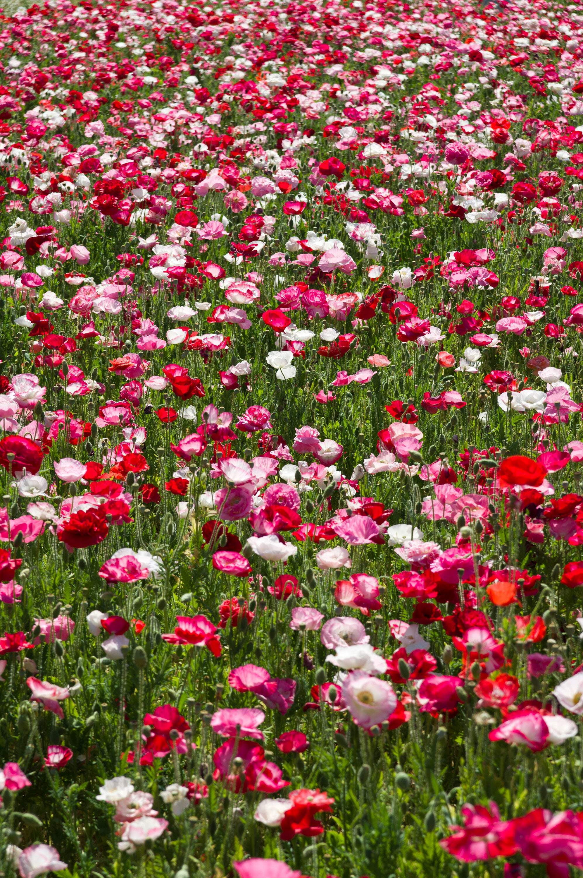 Seedville USA Shirley Poppy Mix, 2000 Seeds, Mixed Colors, Papaver ...