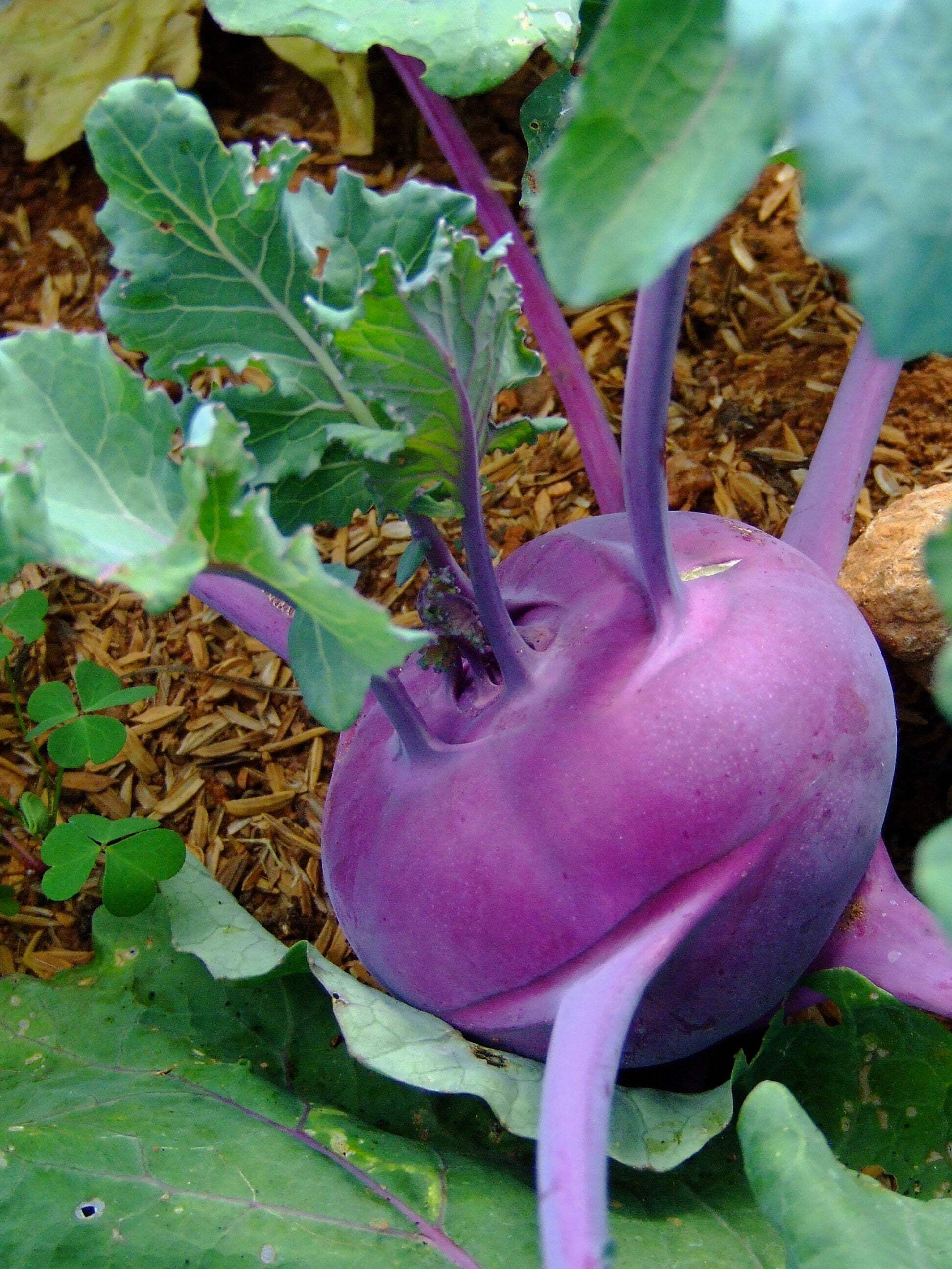 2000 Seeds PURPLE VIENNA KOHLRABI Brassica Oleracea Gongylodes ...