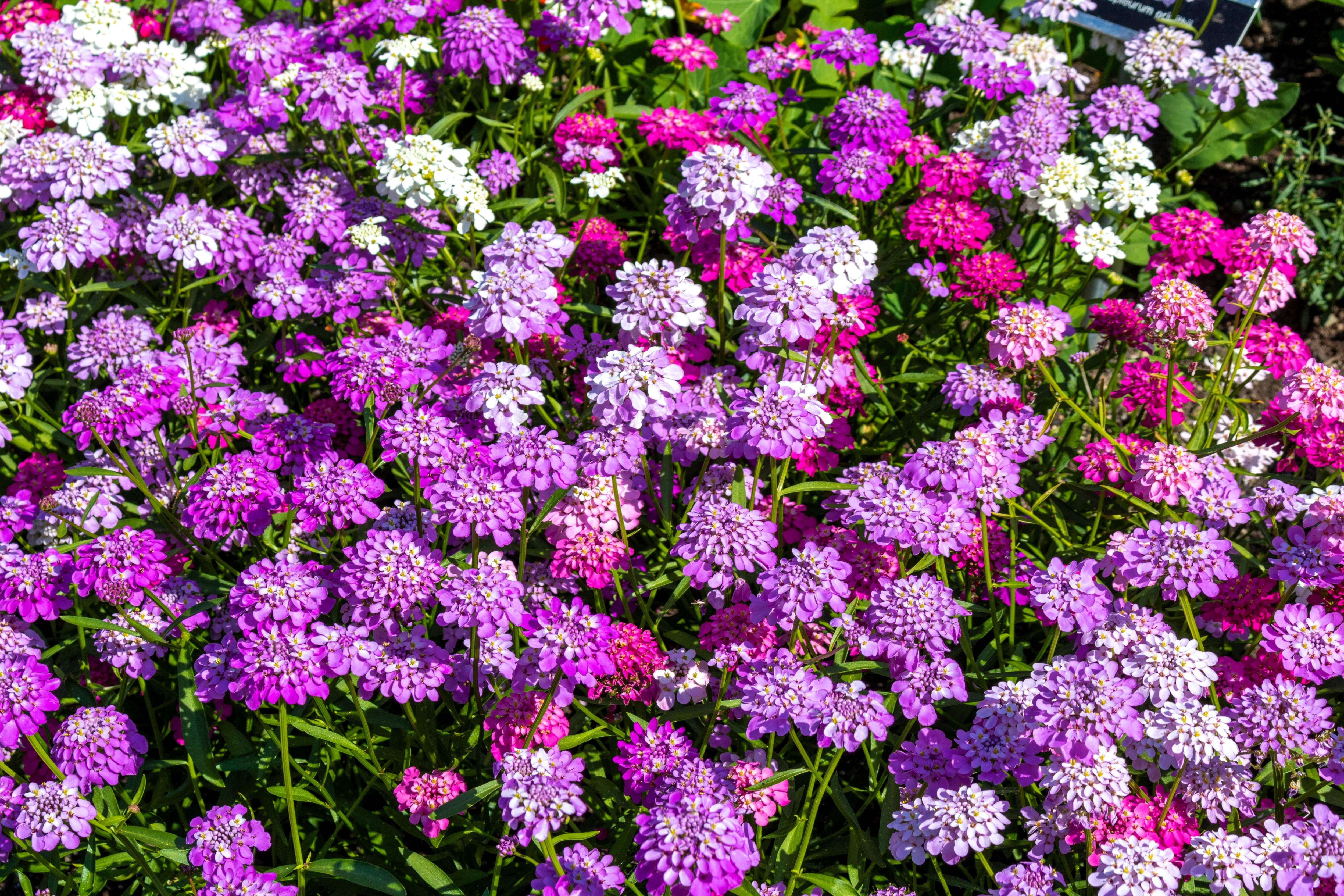 2000 TALL MIX CANDYTUFT Iberis Umbellata Mixed Colors Ground Cover ...