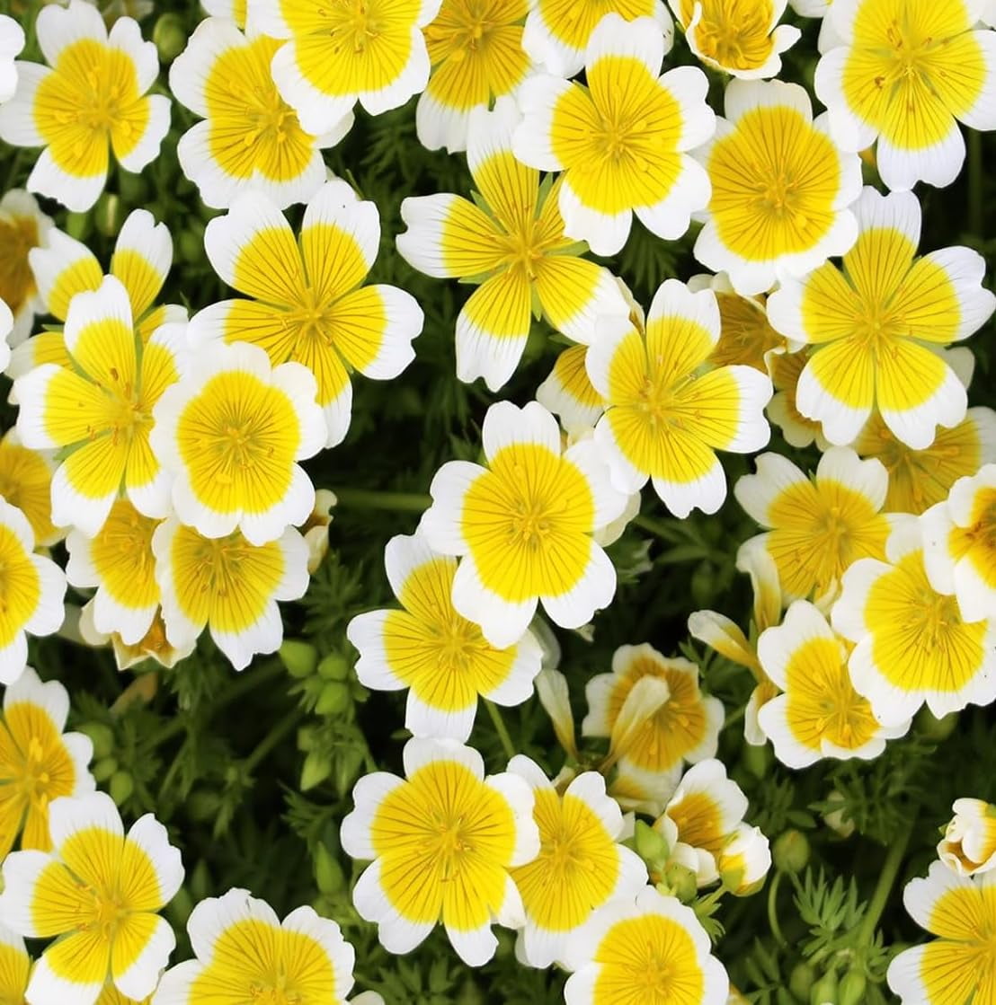 2000+Yellow White Poached Egg Meadowfoam Plant MVR1 Seeds-Perennial ...