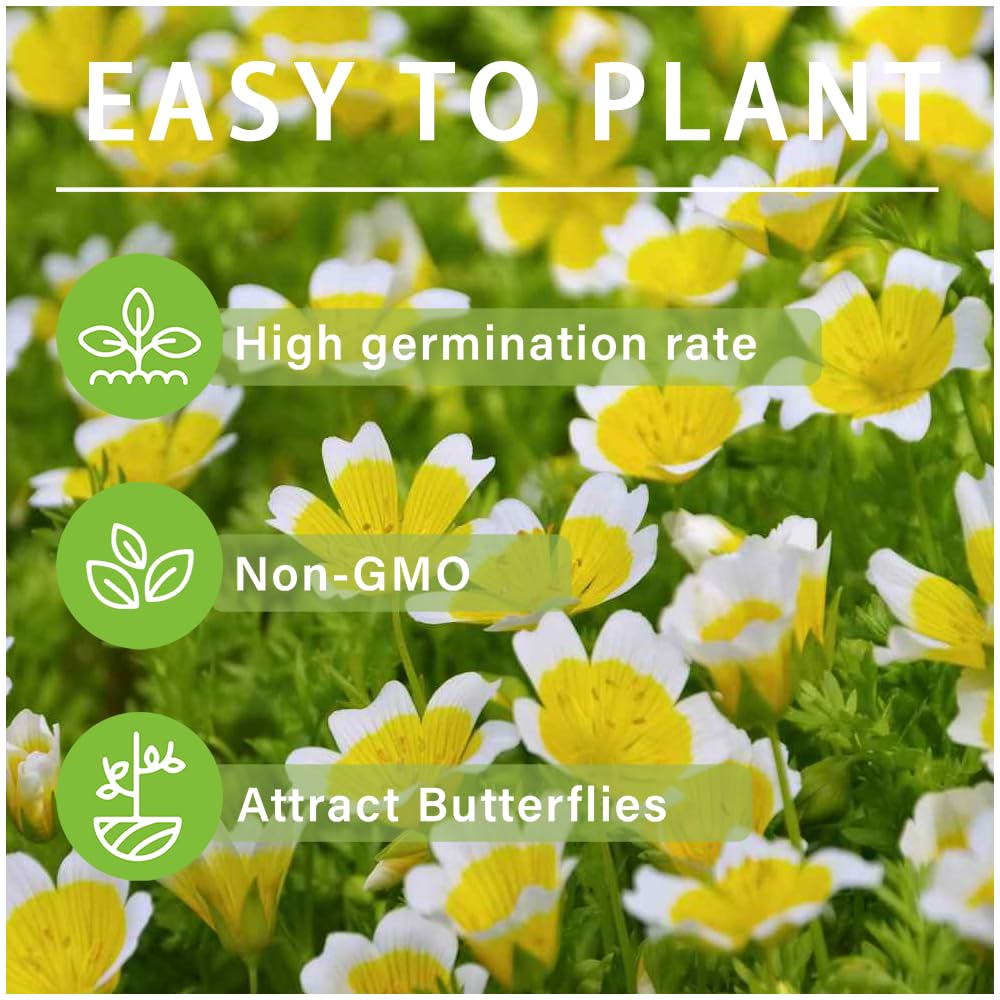 2000+Yellow White Poached Egg Meadowfoam Plant Seeds-Perennial ...