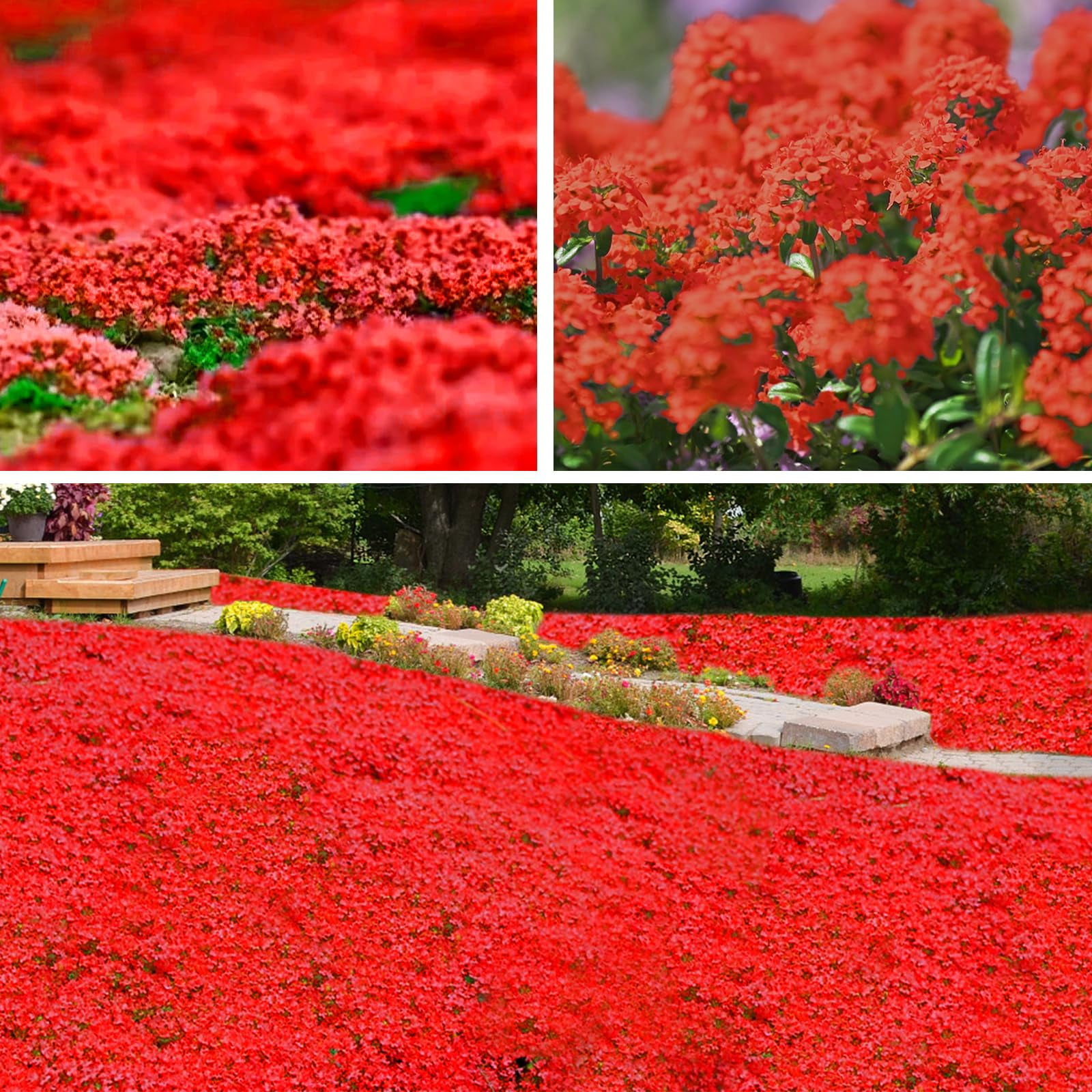 20000+ Bright Red Creeping Thyme Seeds MTN1 Ground Cover, Low ...