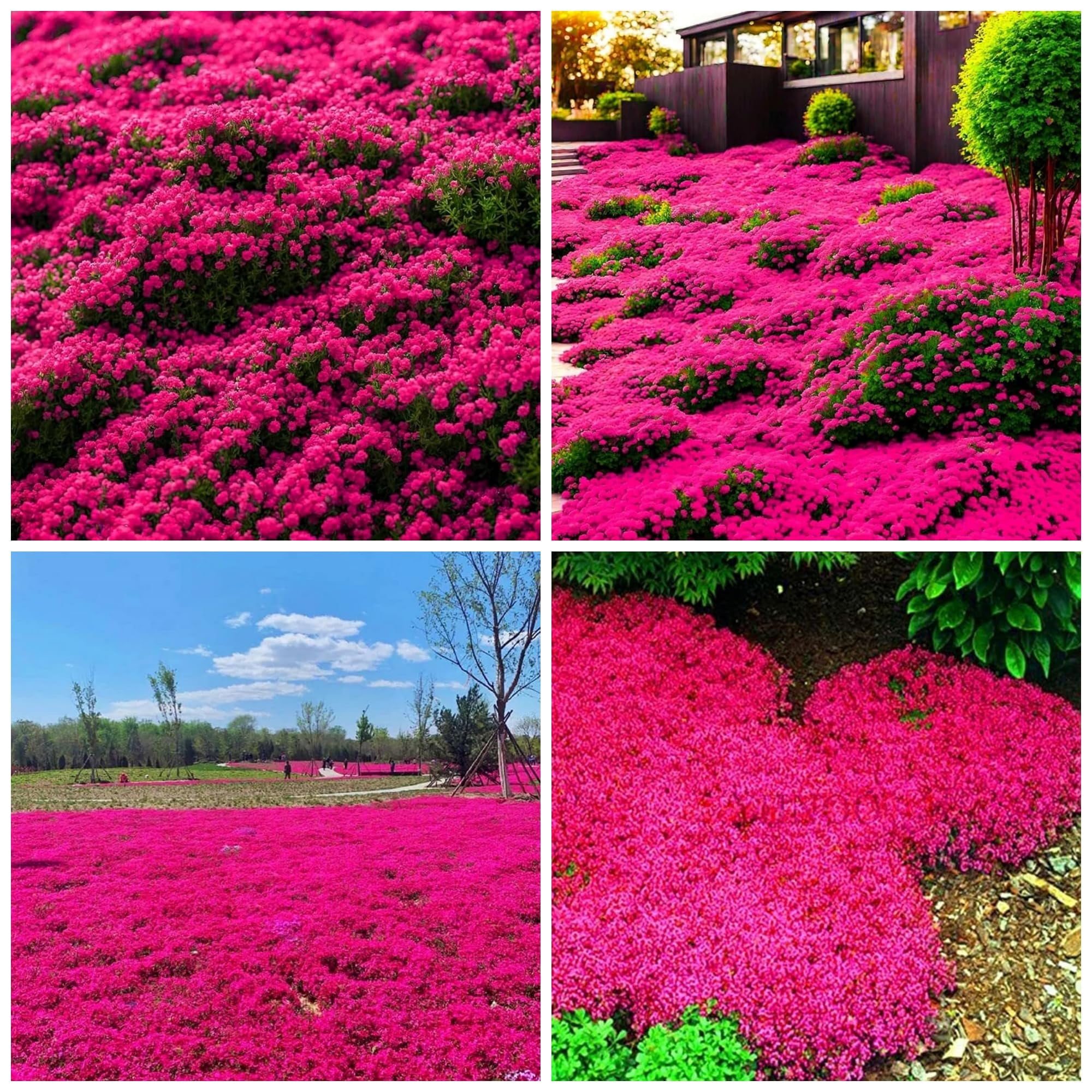 20000 Creeping Thyme Seeds for Planting ITL1 - Magic Creeping Thyme Seeds Ground Cover Plants ...
