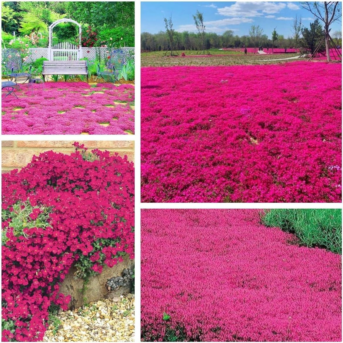 20000+ Creeping Thyme Seeds for Planting MVR1 - Creeping Thyme Seeds ...